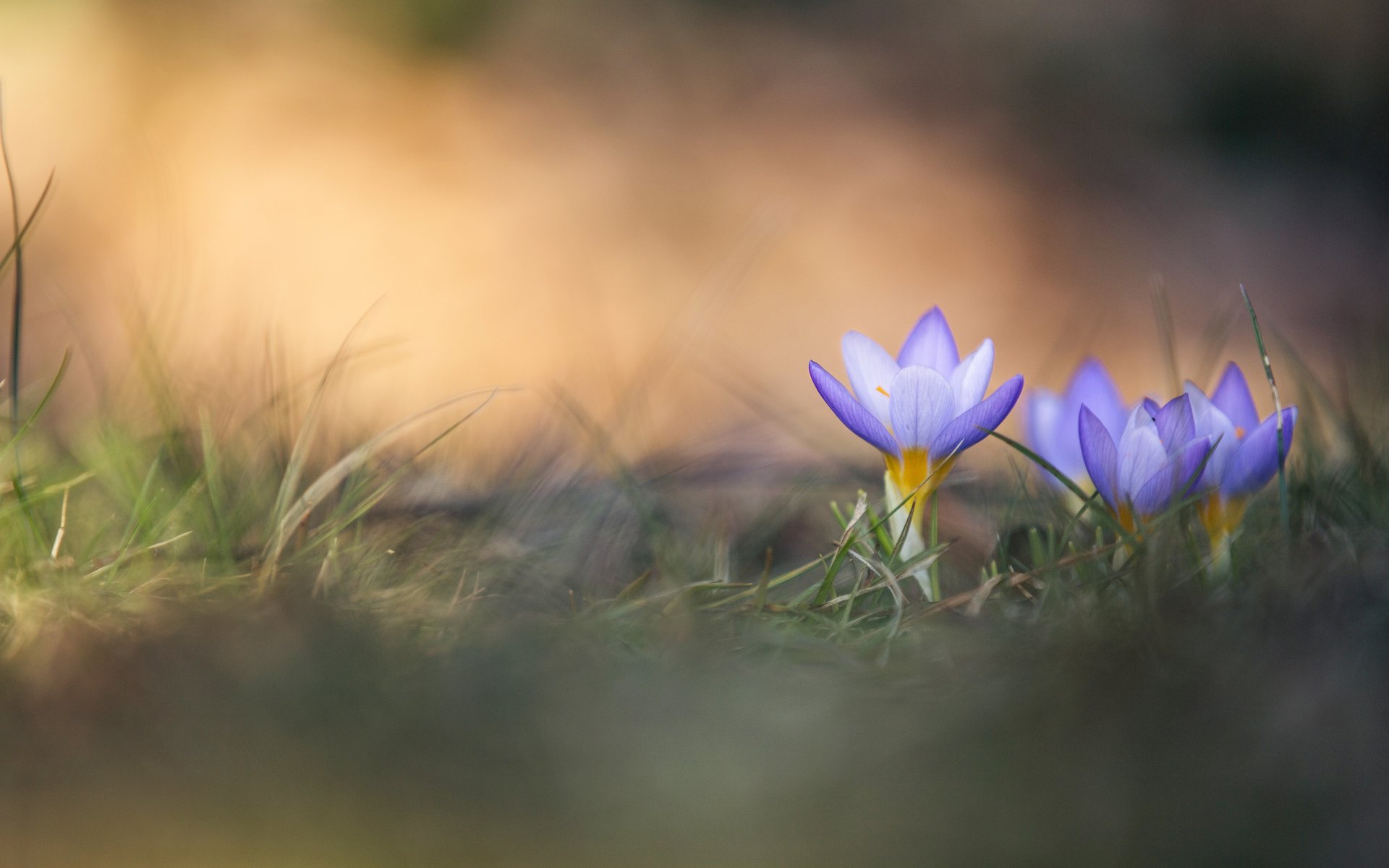 Download Purple Flower Crocus Grass Blur Flower Photography Macro 4k ...