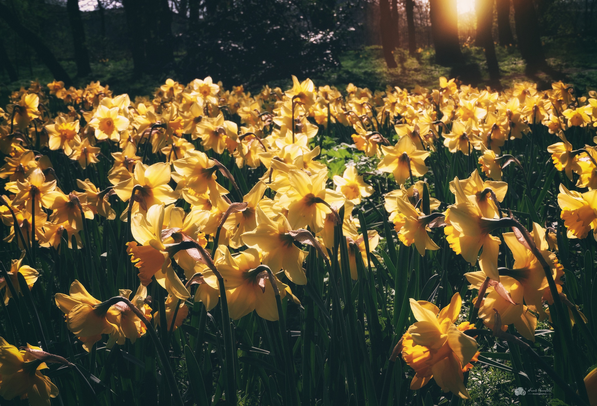 Download Yellow Flower Nature Flower Daffodil HD Wallpaper