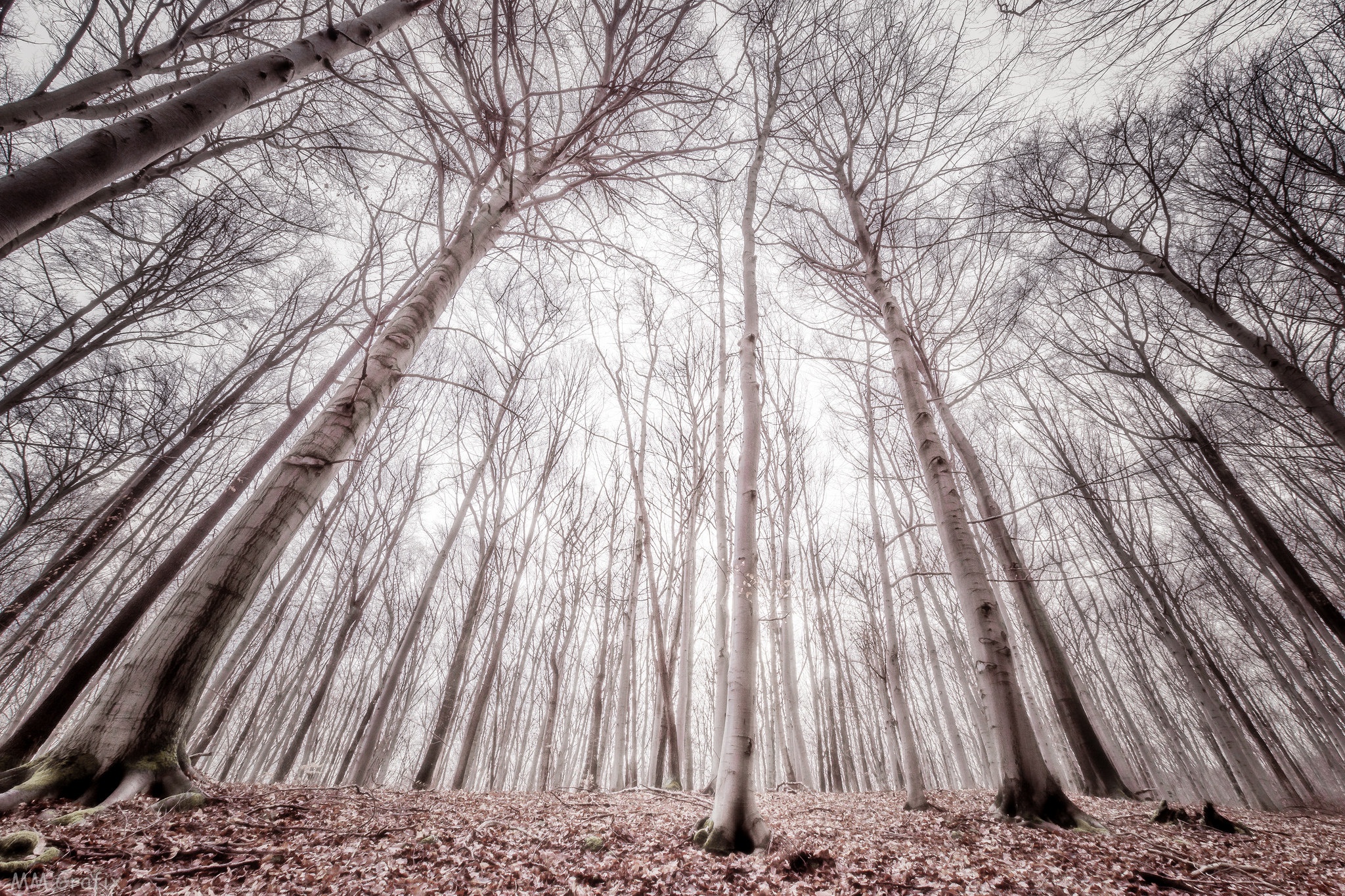 Forest HD Wallpaper