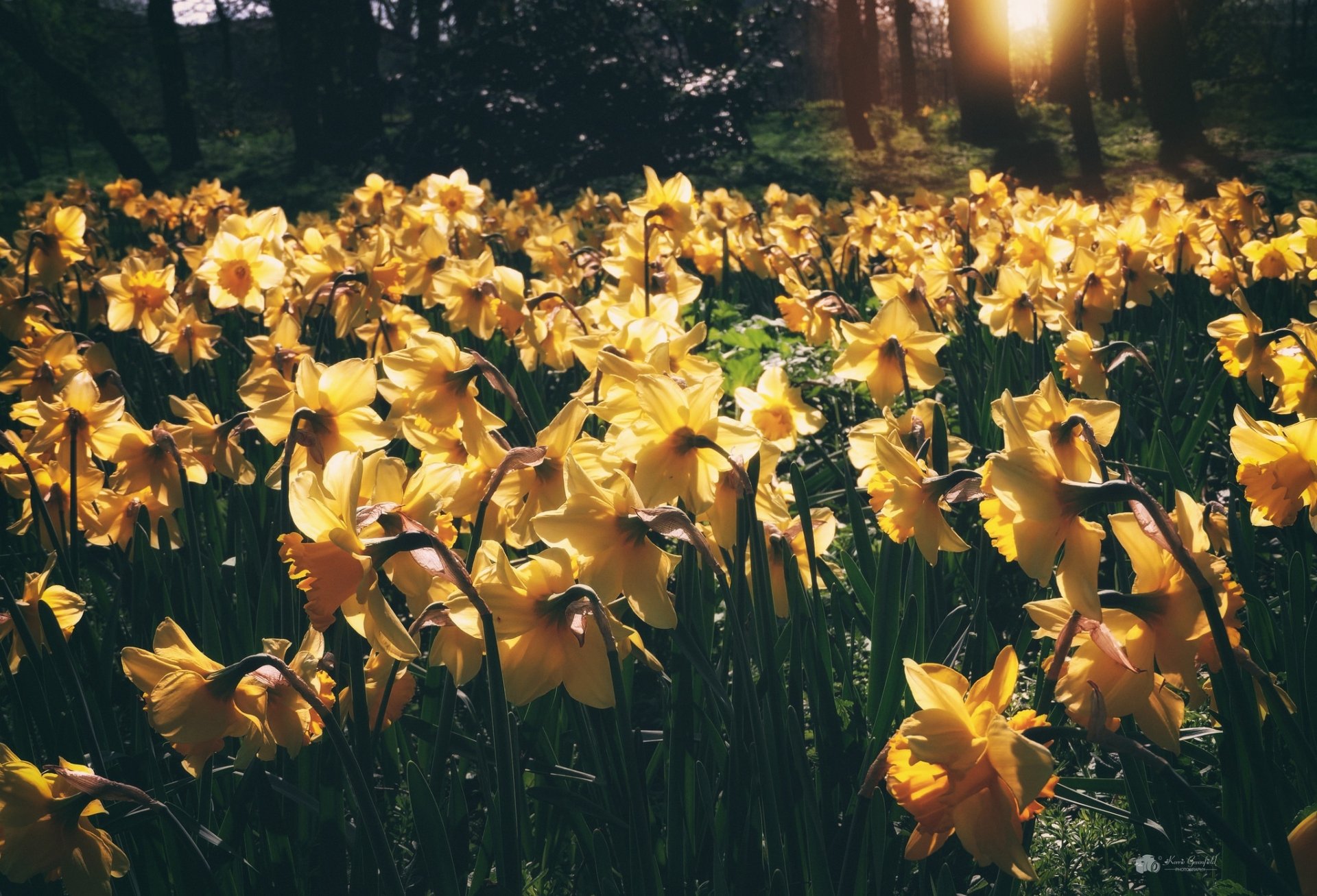 Download Yellow Flower Nature Flower Daffodil HD Wallpaper