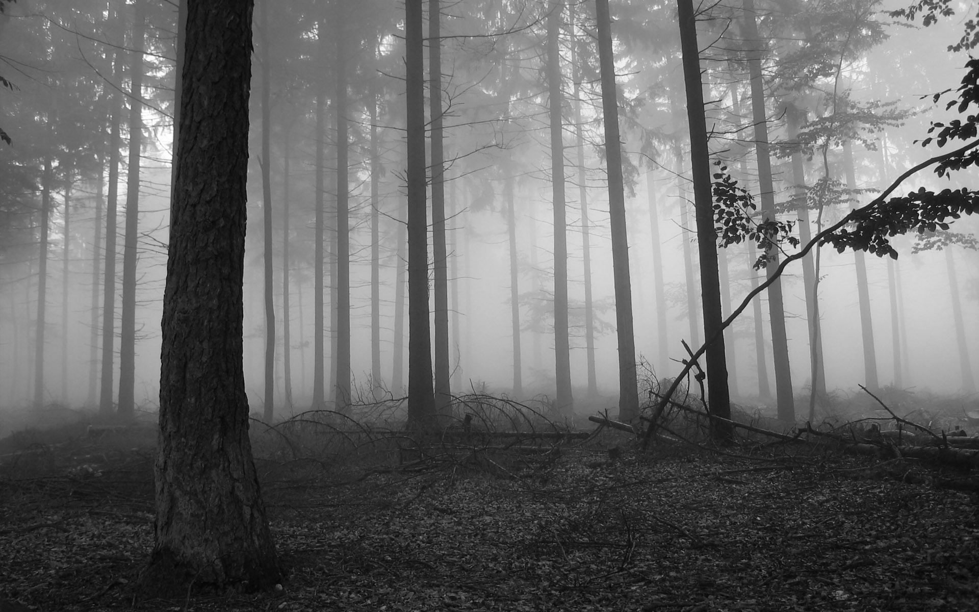 Download Nature Fog Black & White Tree Forest HD Wallpaper