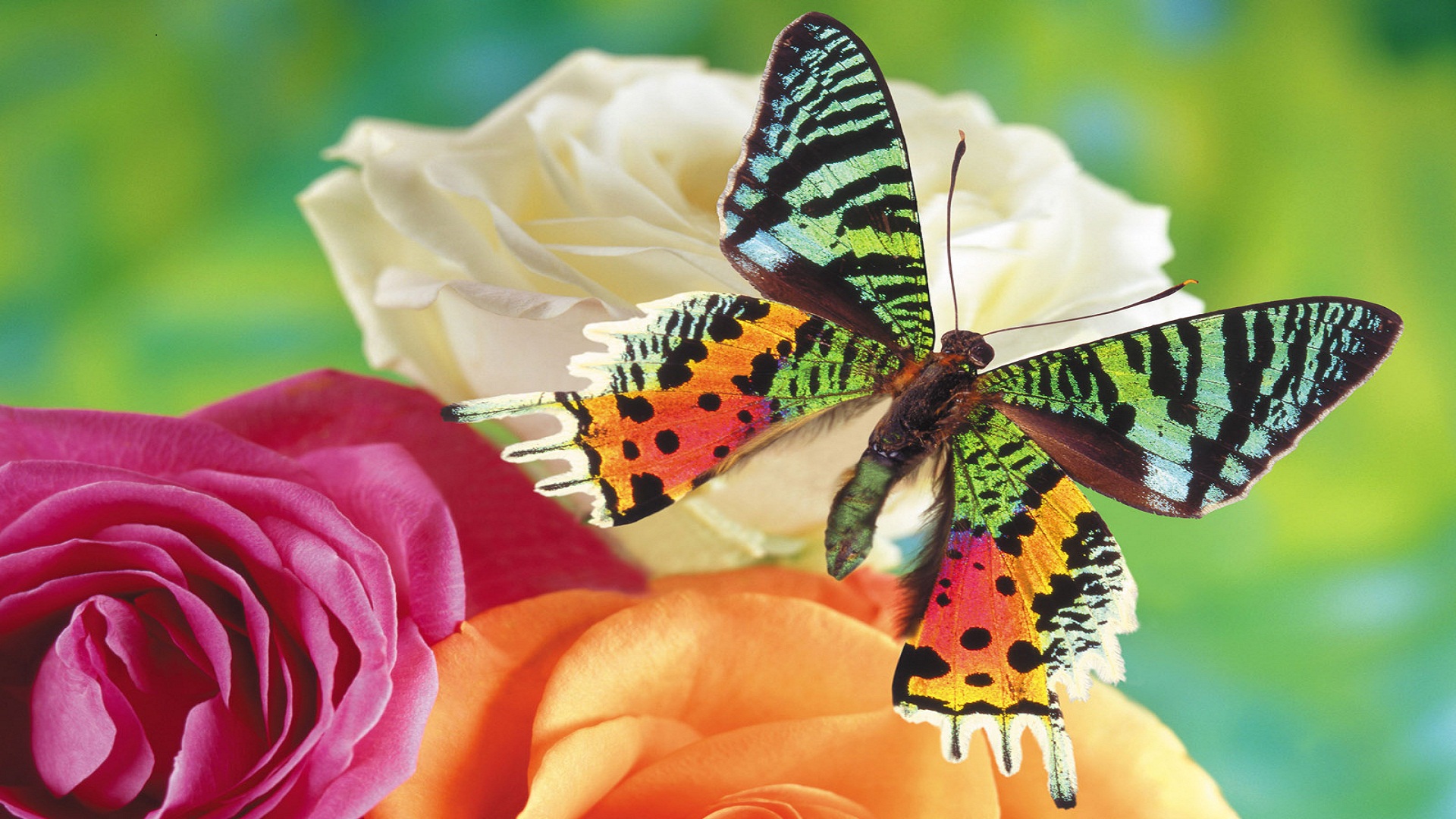 Download Insect Rose Colorful Animal Butterfly HD Wallpaper