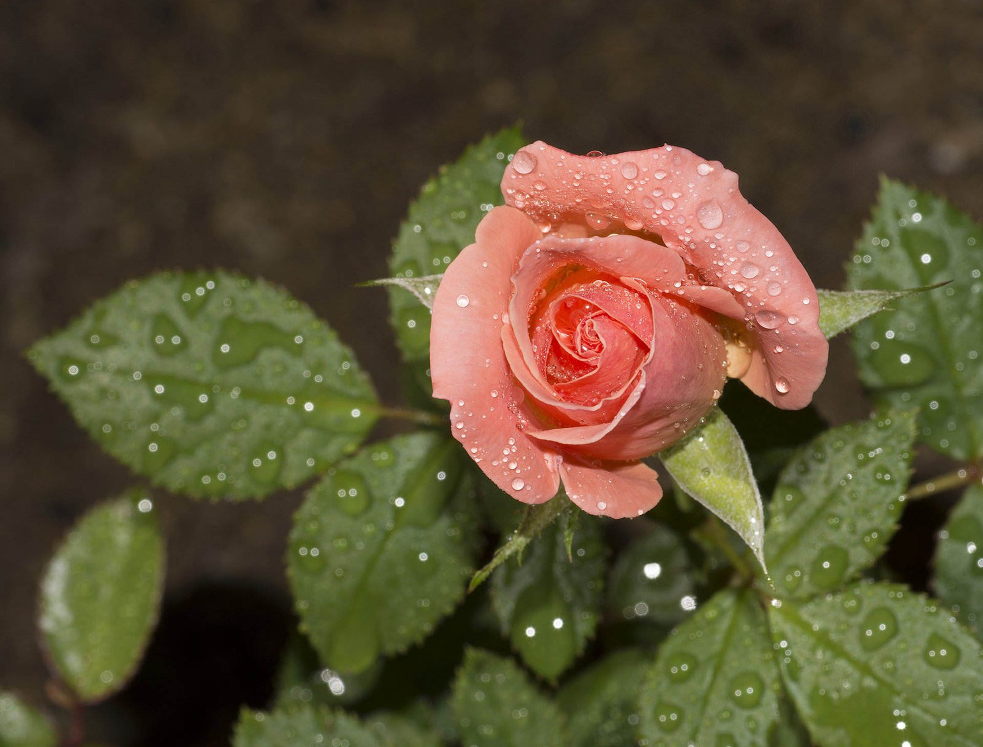 Download Water Drop Flower Pink Flower Nature Rose HD Wallpaper