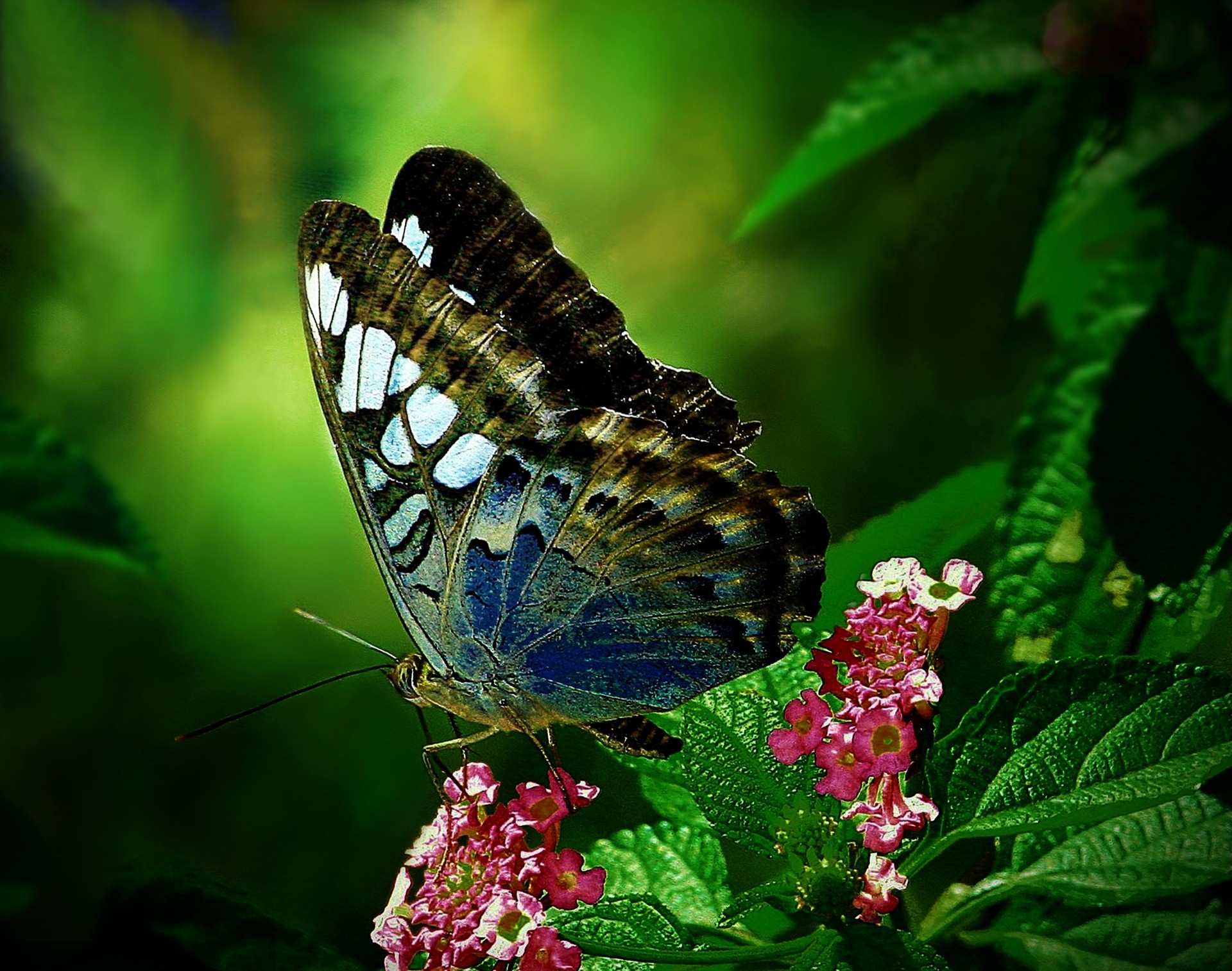 Animal Butterfly HD Wallpaper
