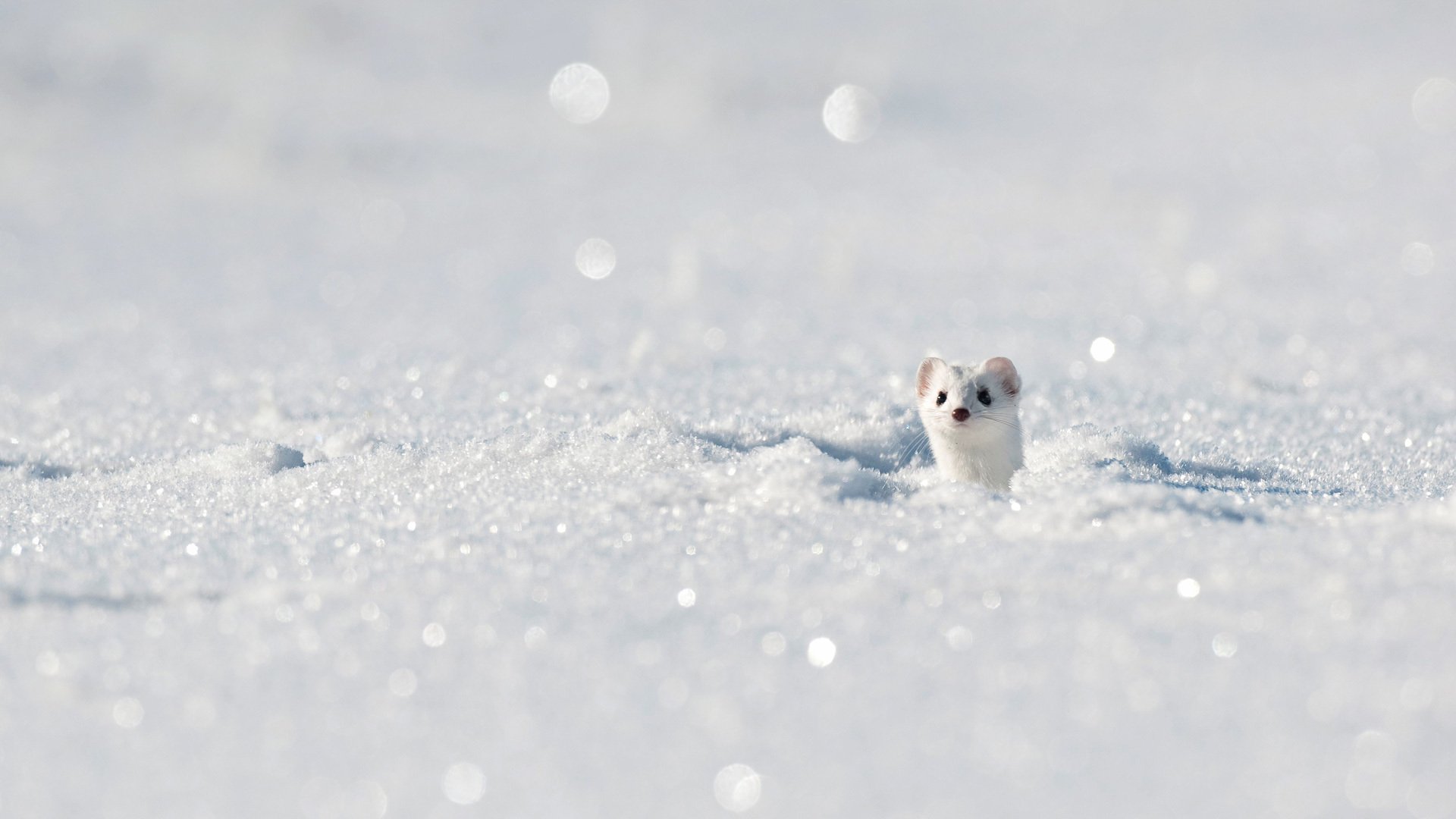 Download White Snow Winter Animal Stoat HD Wallpaper