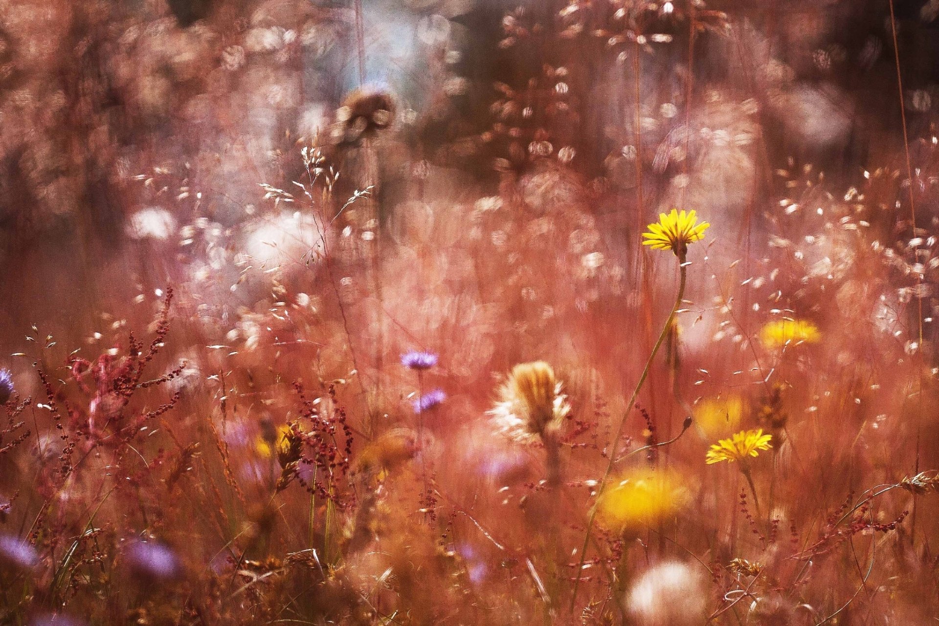 Download Flower Bokeh Nature Meadow HD Wallpaper