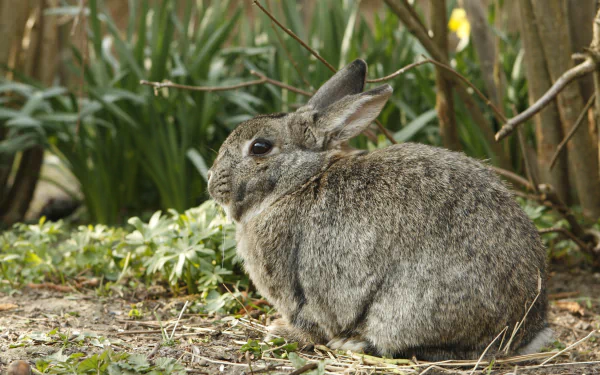 [70+] Rabbit 4k Wallpapers