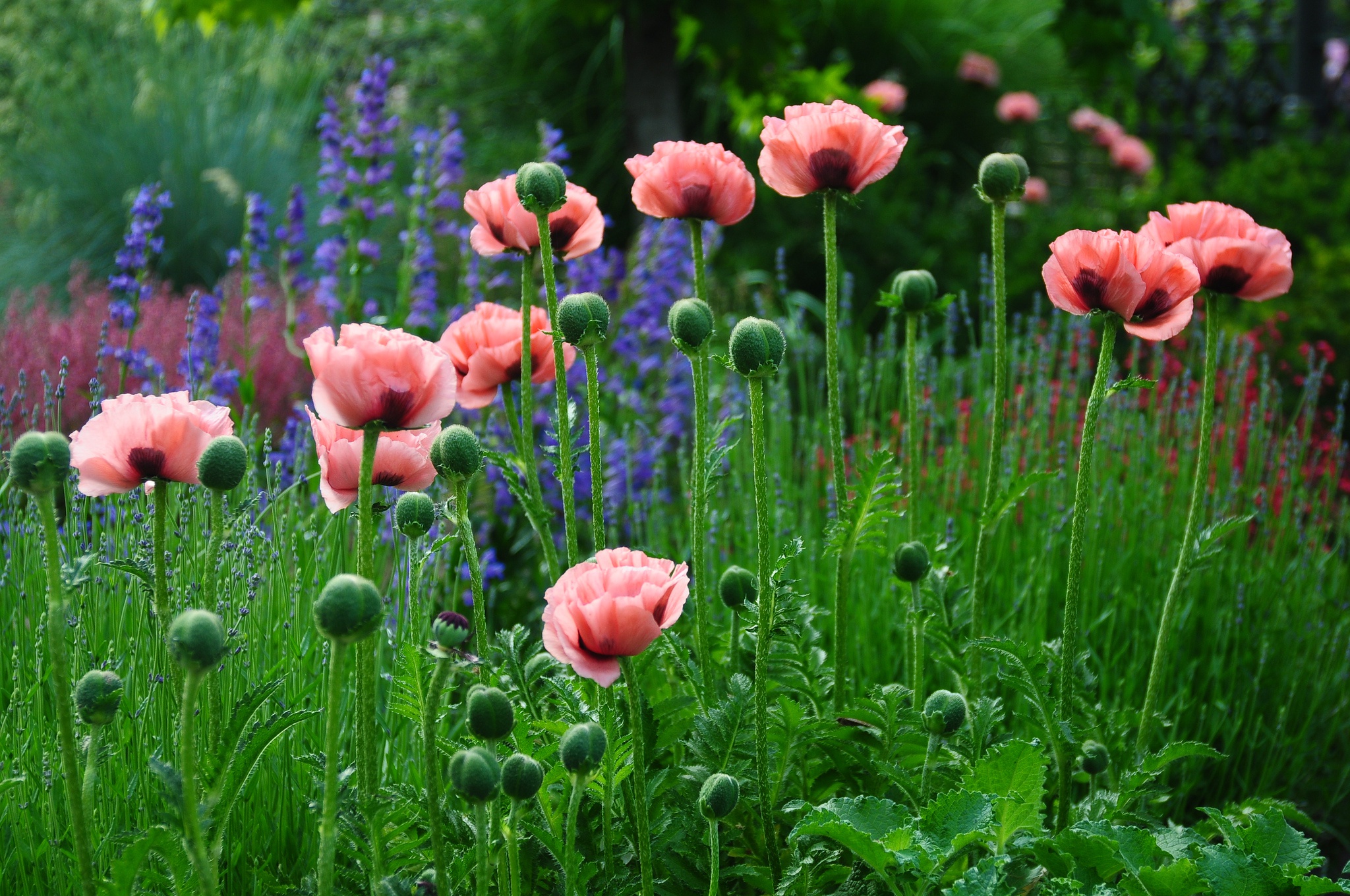 Vibrant Pink Poppies: A Stunning Nature HD Wallpaper