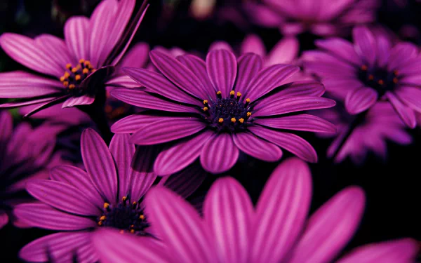 Download Purple Flower Spring Daisy Nature African Daisy HD Wallpaper