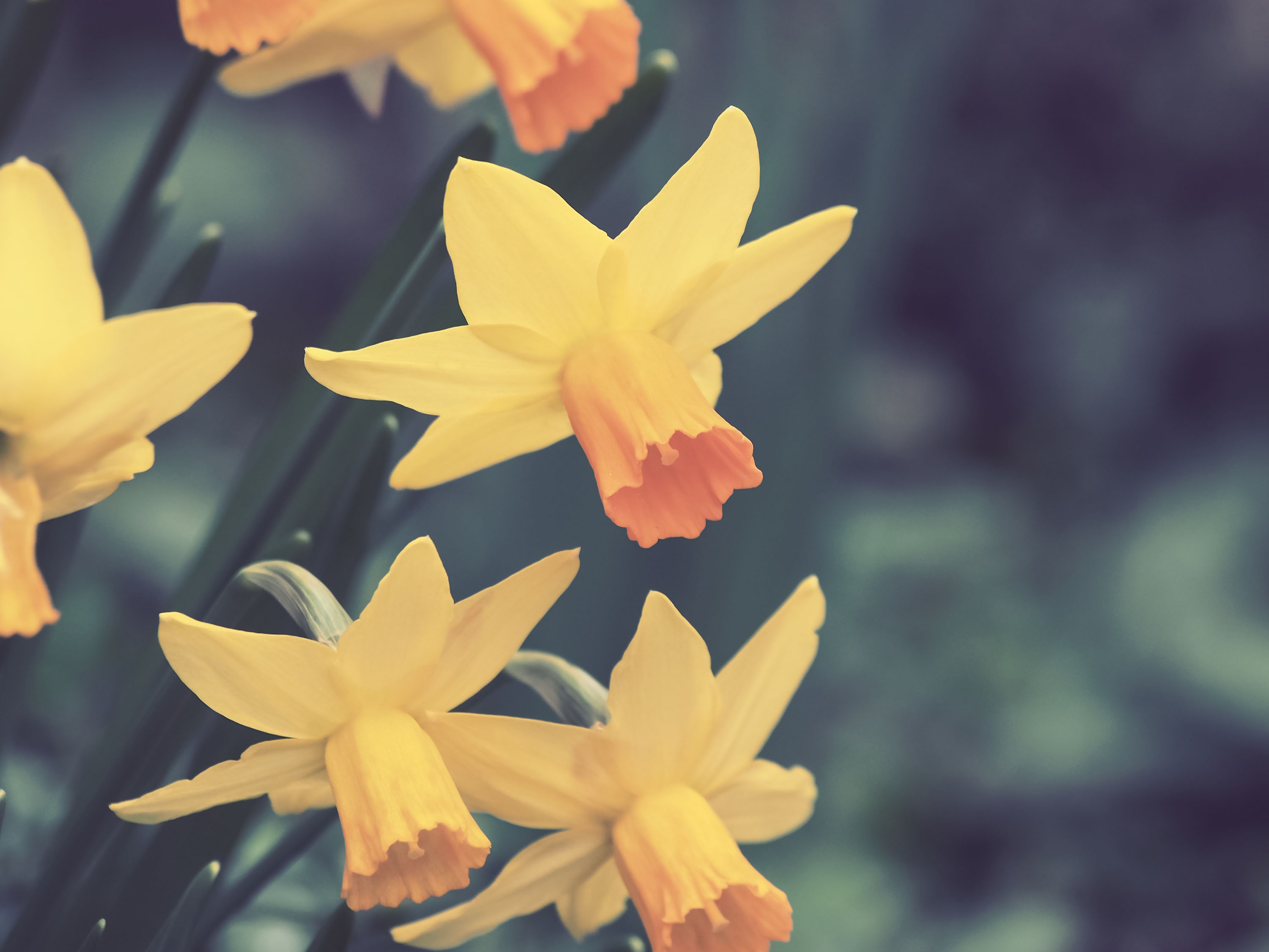Yellow Flowers Tumblr 34 High Resolution Wallpaper Download Summer