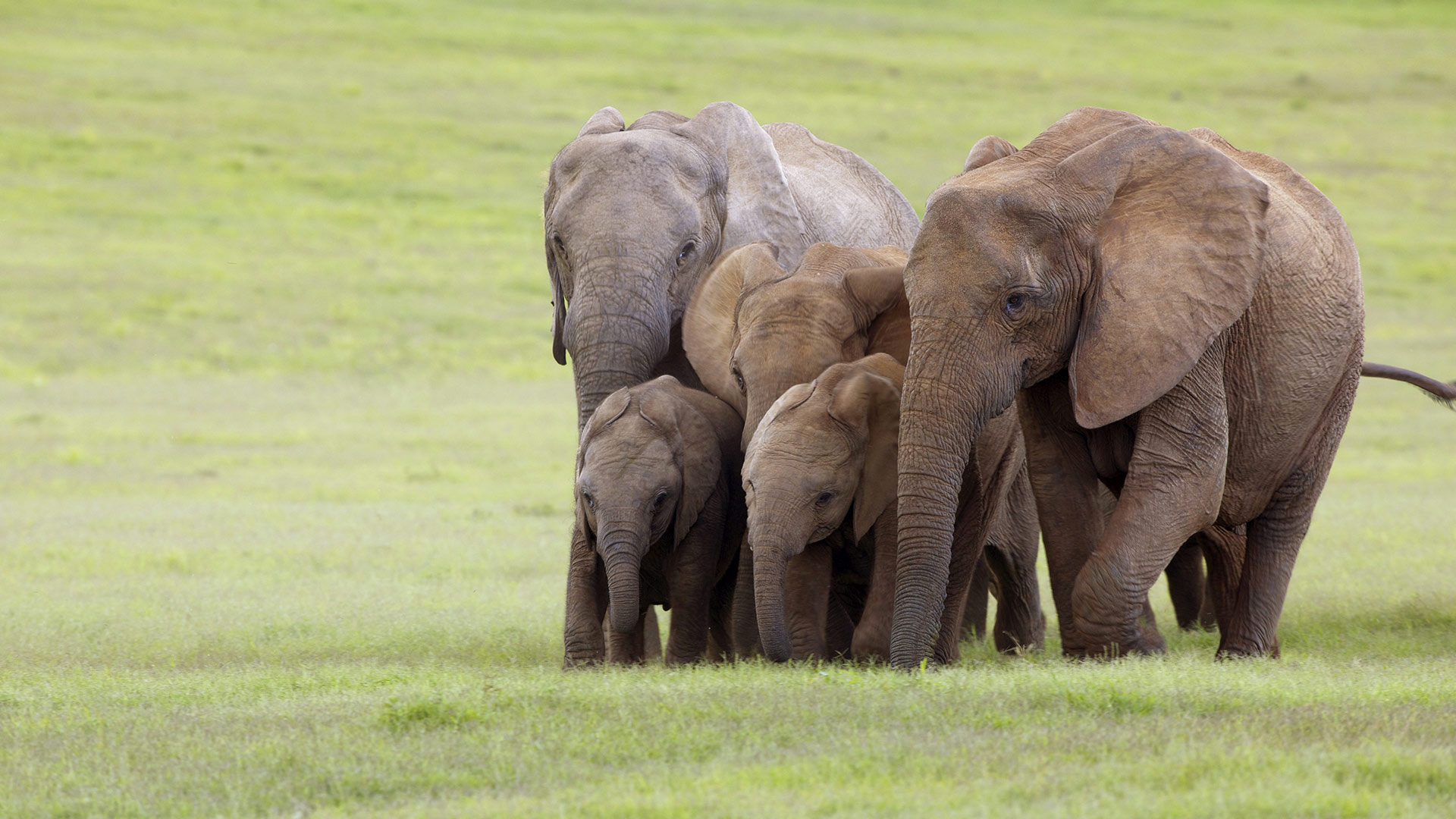 Baby Elephant Splendid Wallpaper