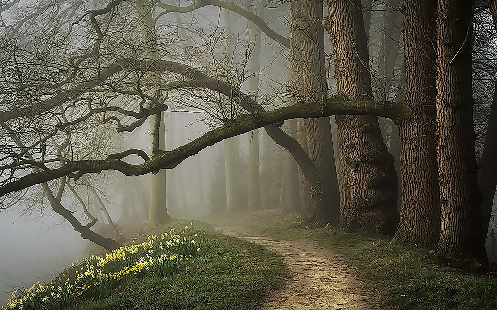 Download Fog Tree Path Spring Nature Forest HD Wallpaper