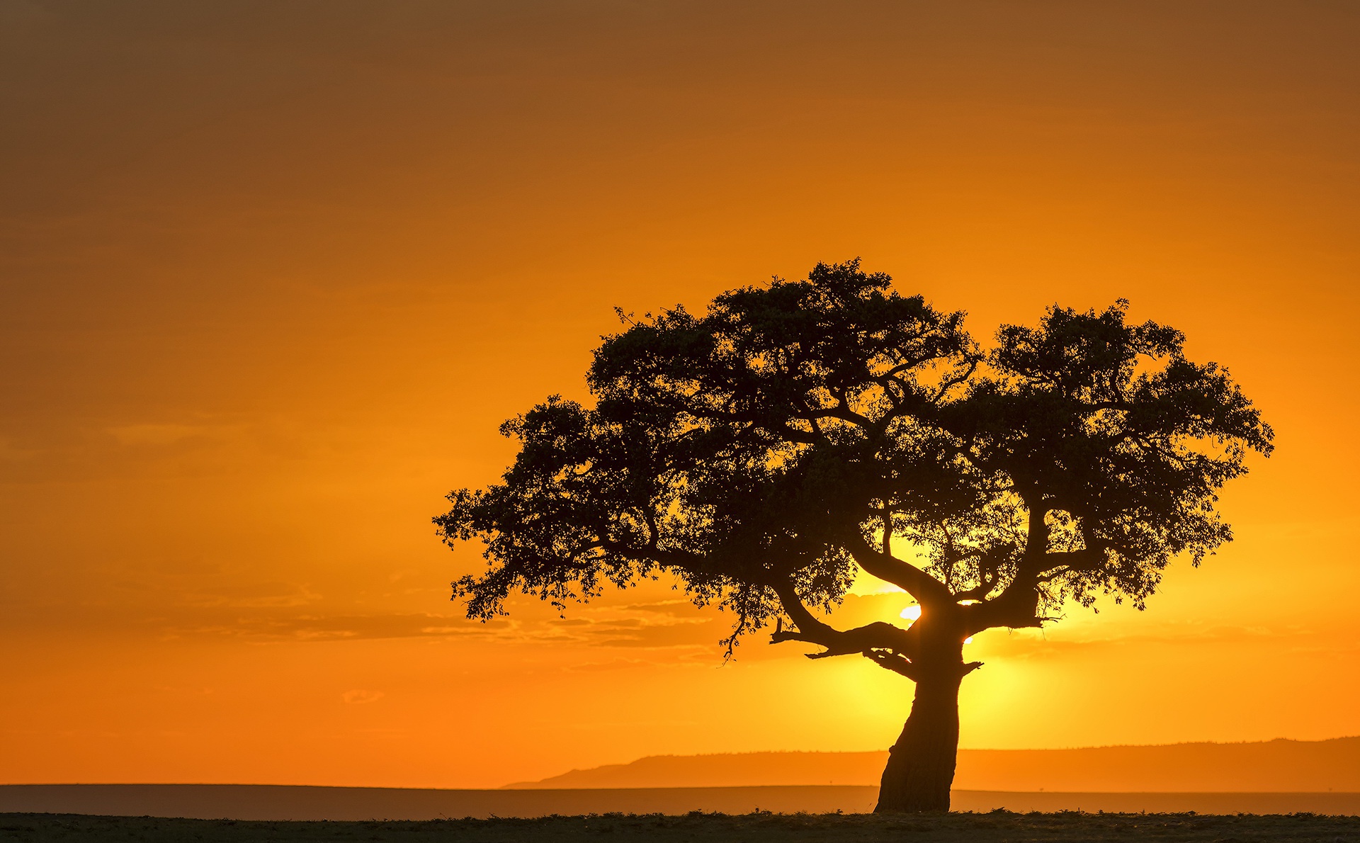 Download Orange (Color) Sky Lonely Tree Sunset Nature Tree HD Wallpaper