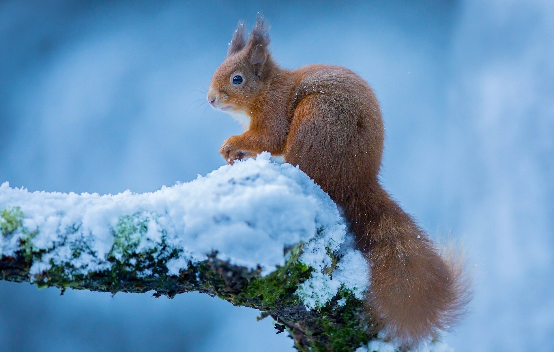 Frost-Kissed Squirrel — HD Snowy Winter Wallpaper | 1920x1221 ...
