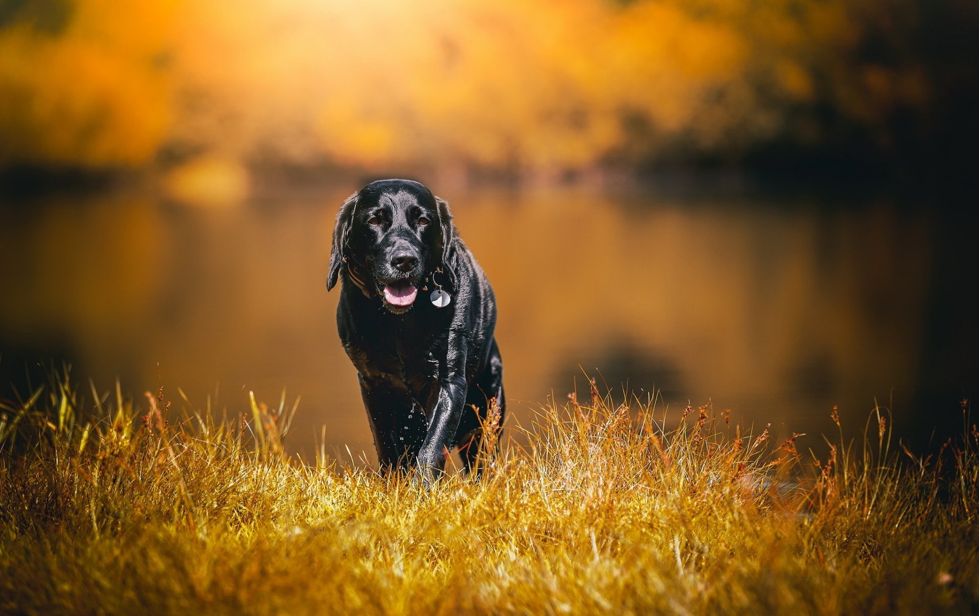 Download Grass Depth Of Field Dog Animal Labrador Retriever HD Wallpaper