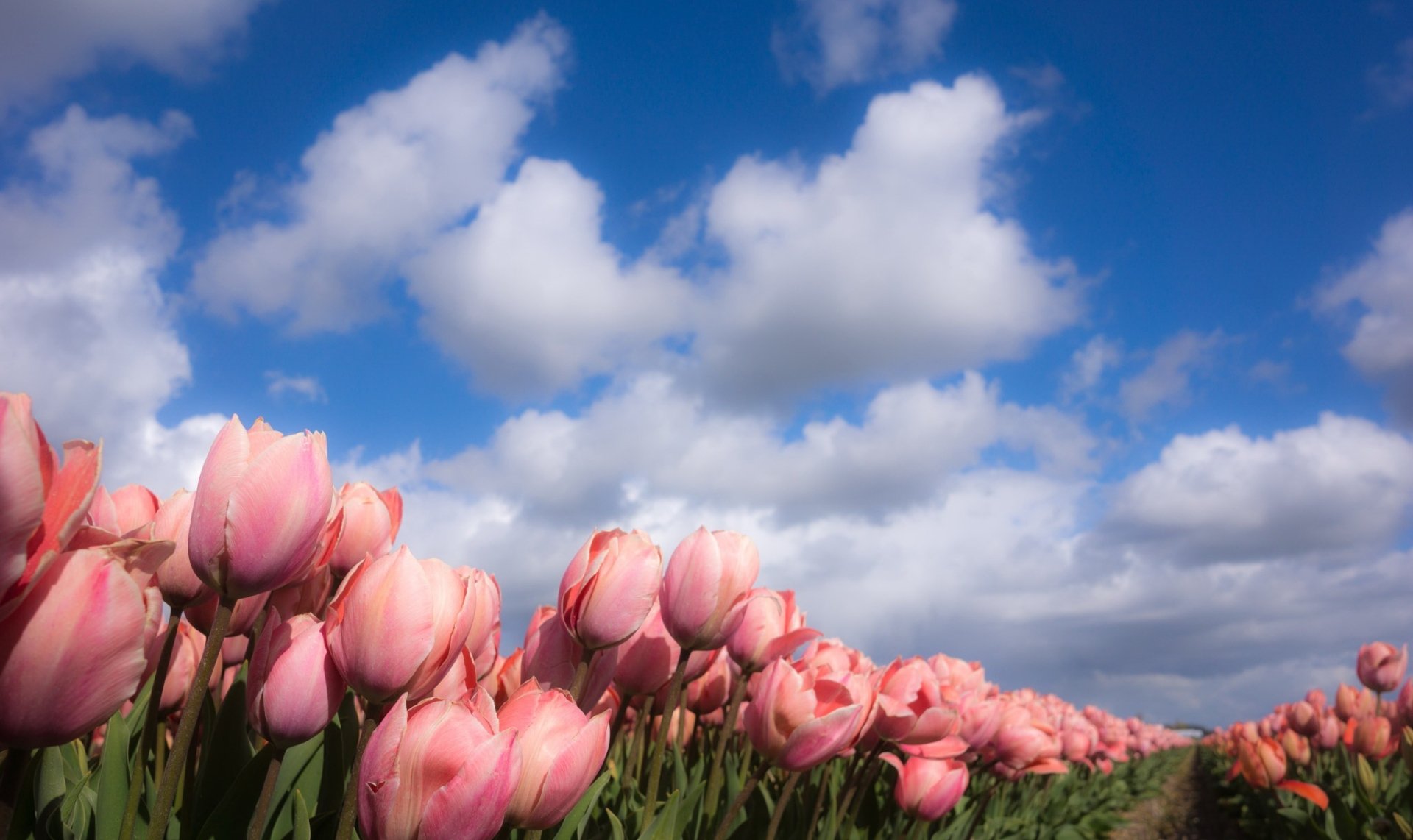 Download Cloud Sky Summer Field Pink Flower Flower Nature Tulip HD ...