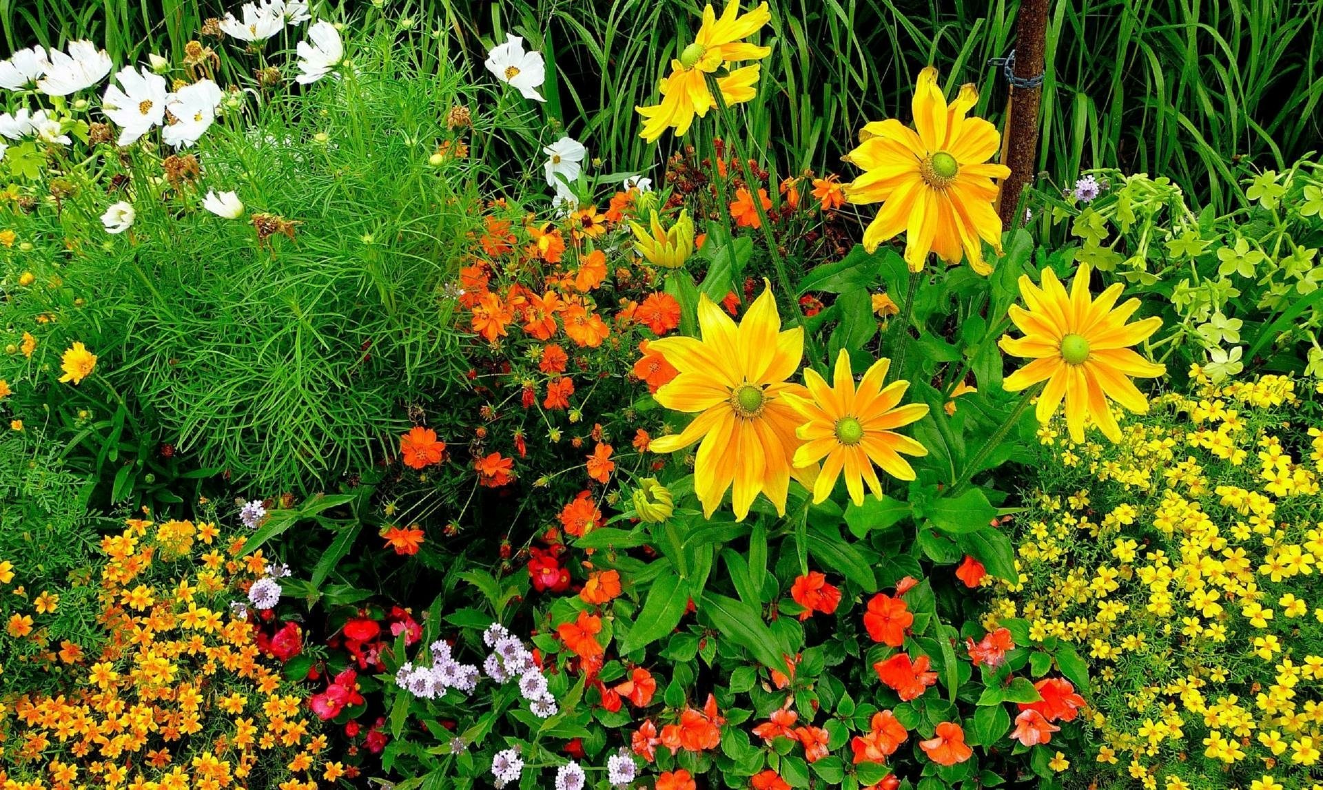 Vibrant Spring Garden: A Yellow Flower HD Wallpaper | 1920x1147 ...