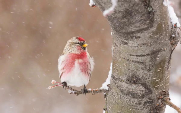 Download Common Redpoll Bird Animal Redpoll HD Wallpaper
