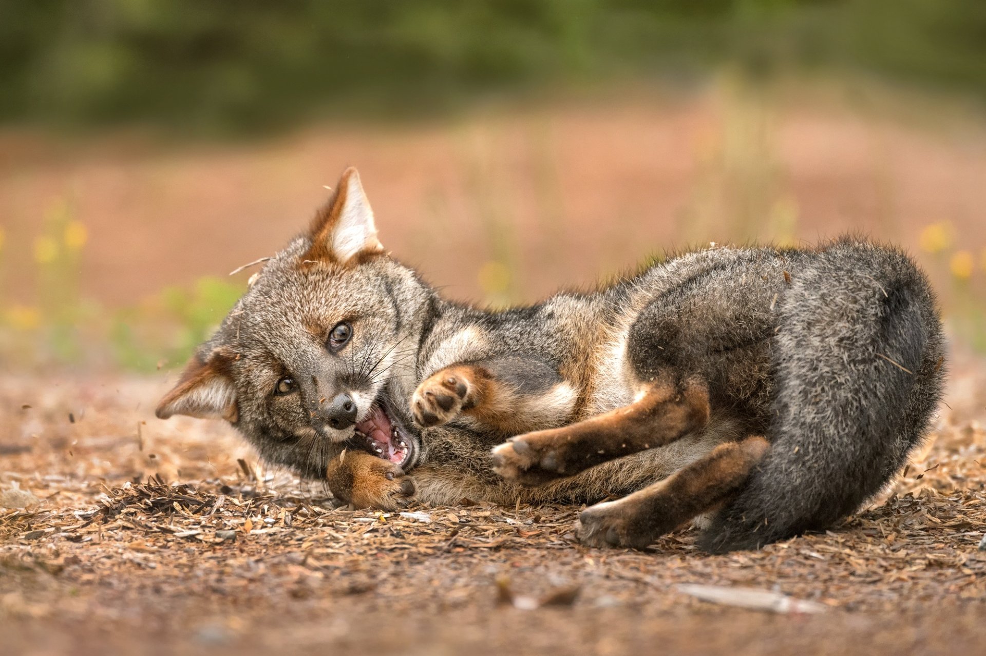 Wild Fox Charm: HD Animal Wallpaper | 2000x1331 | Wallpaper Abyss