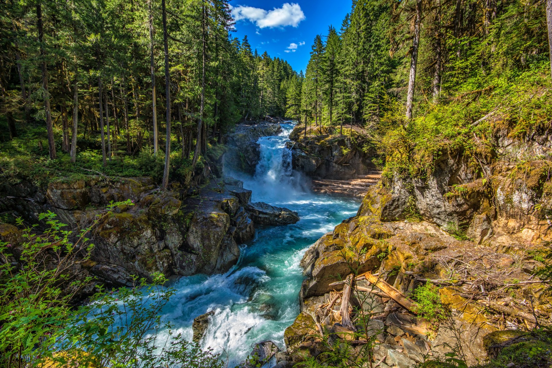 Download Tree Forest River Nature Waterfall HD Wallpaper