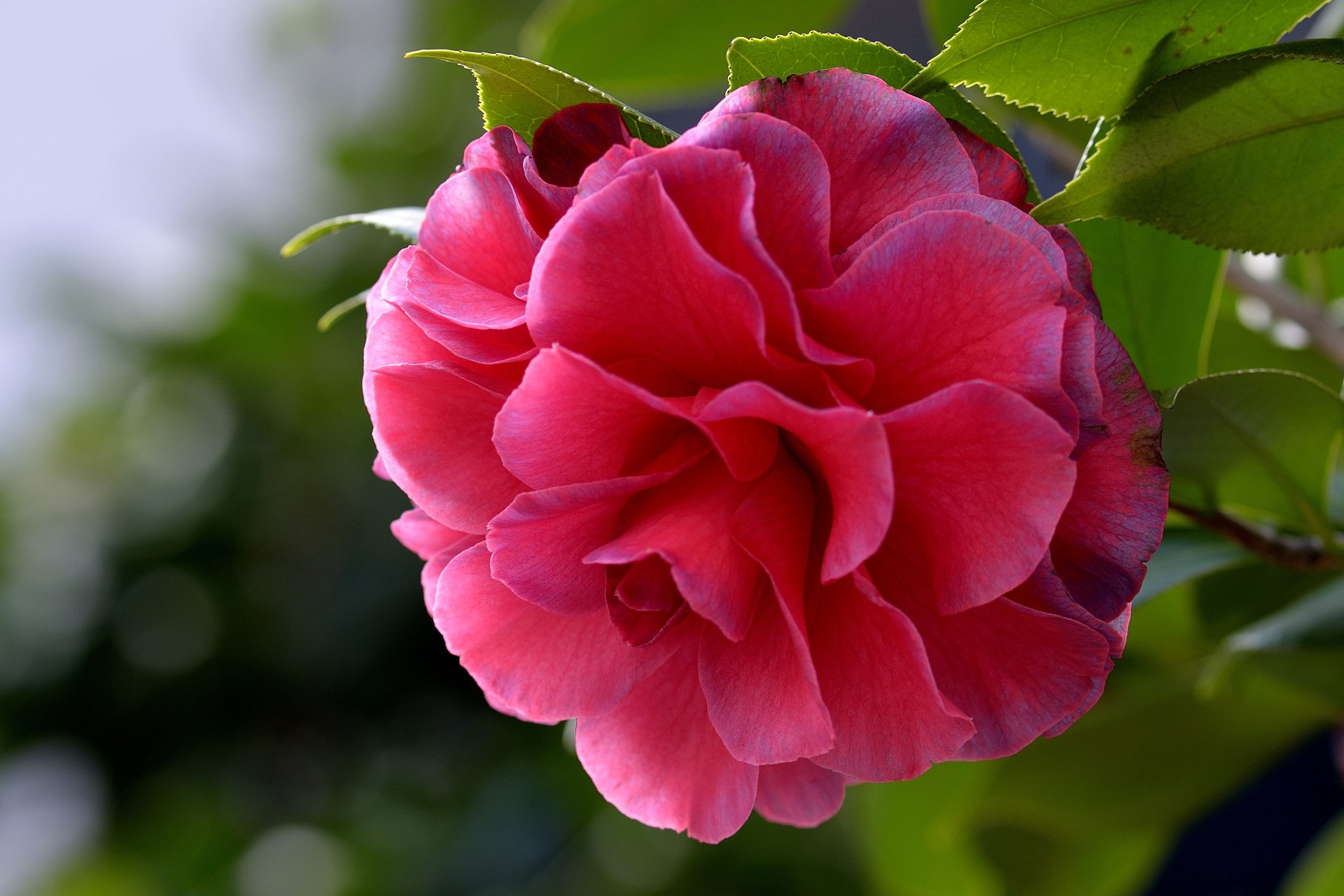 4K Ultra HD Pink Camellia Blossom in Natural Beauty