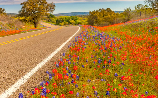 Texas Cardinals: Nature's Beauty in HD Wallpaper