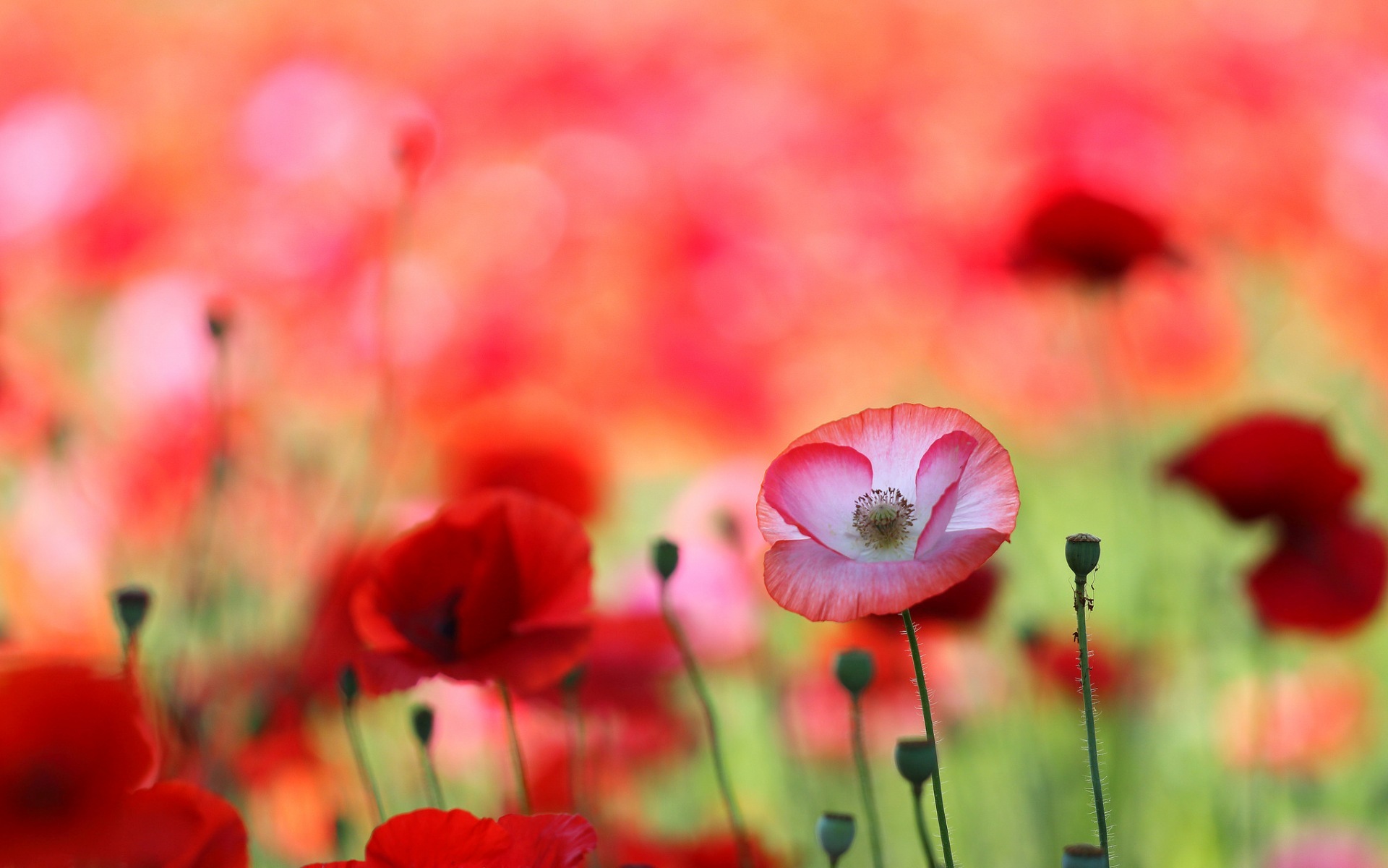 Download Blur Summer Red Flower Nature Flower Poppy HD Wallpaper