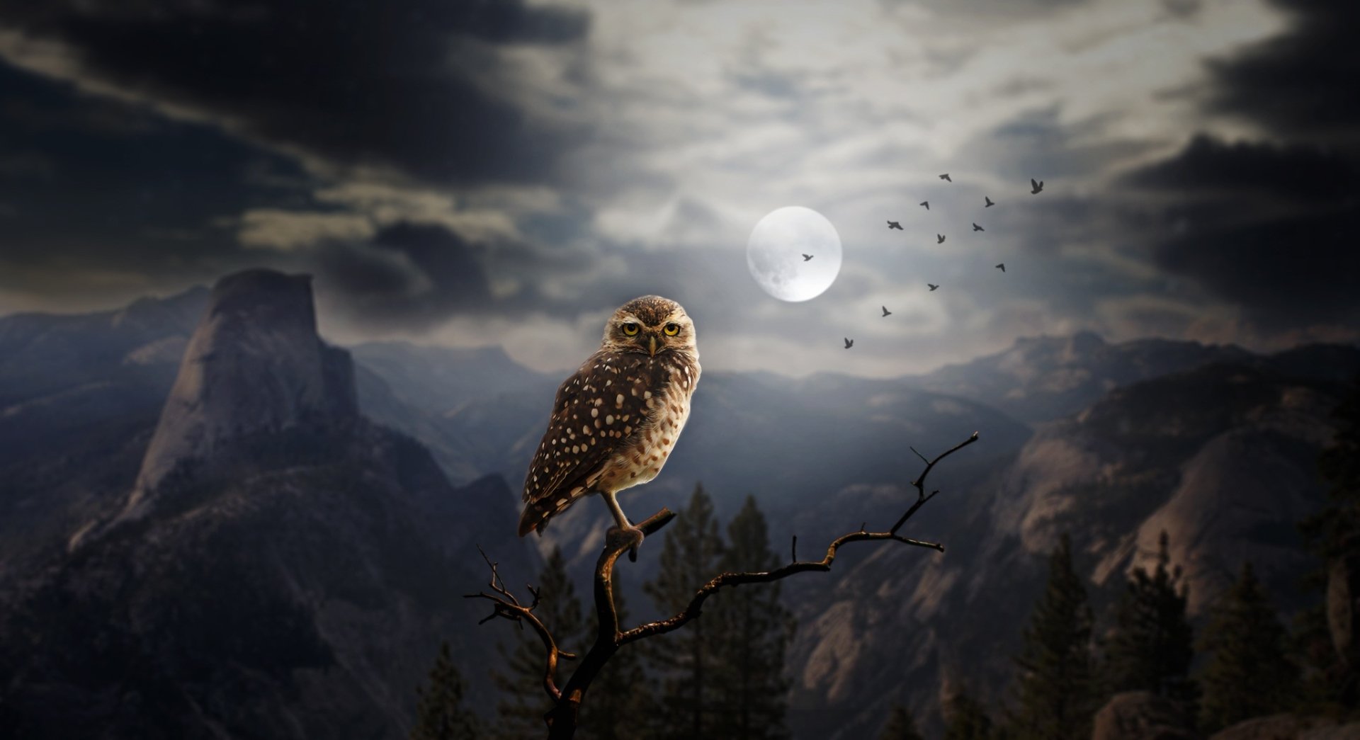 Enchanted Night Owl - HD Wallpaper