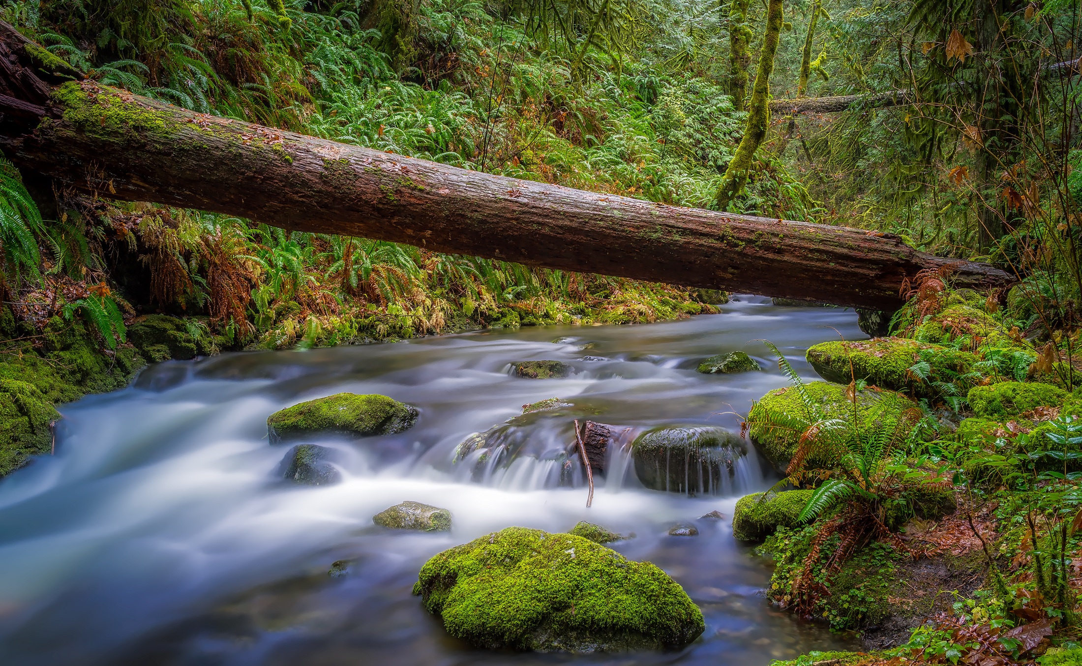 Download Forest Log Moss Nature River HD Wallpaper
