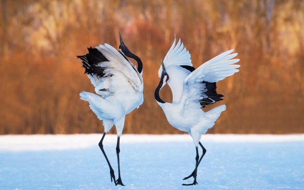 Red-crowned Crane 4k Ultra HD Wallpaper | Background Image | 3840x2160