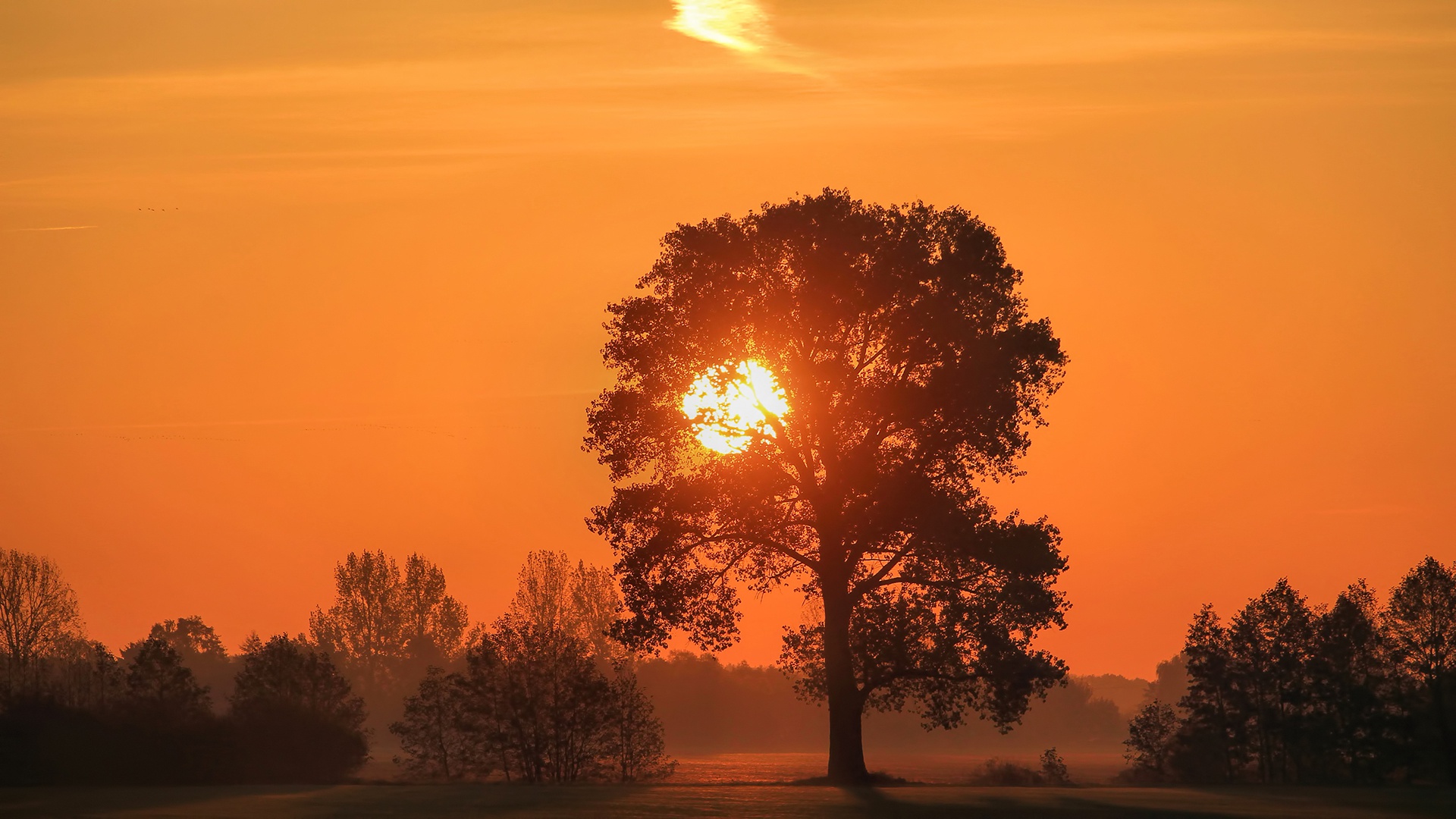 Download Orange (Color) Sky Sun Tree Nature Sunset HD Wallpaper