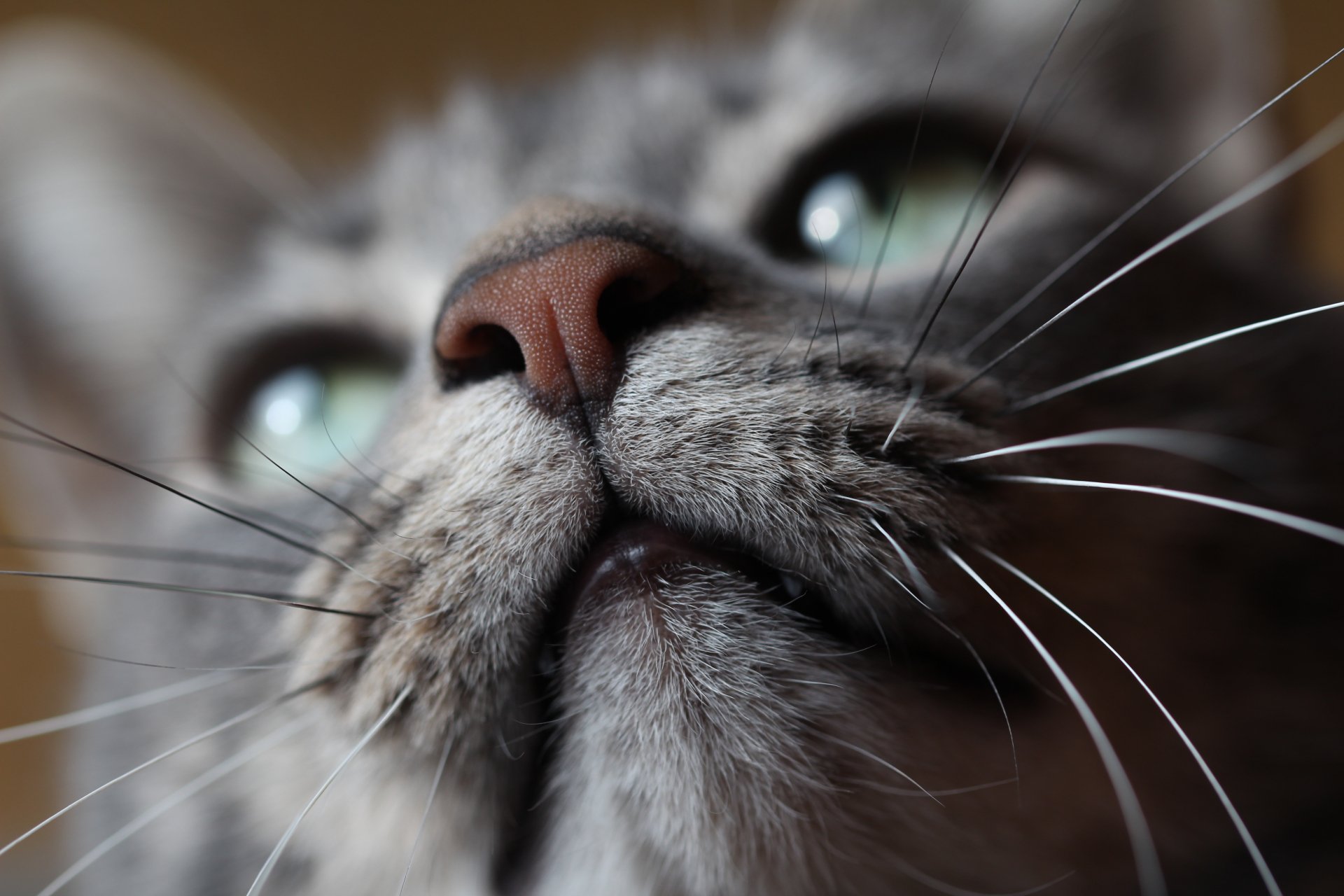 Download Macro Animal Cat 4k Ultra HD Wallpaper | 5184x3456 | Wallpaper ...