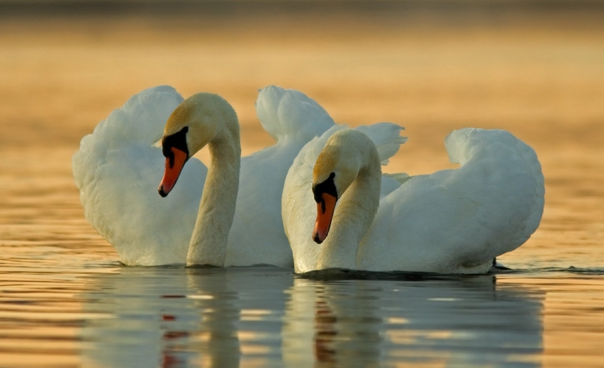 Download Swan Bird Animal Mute Swan HD Wallpaper