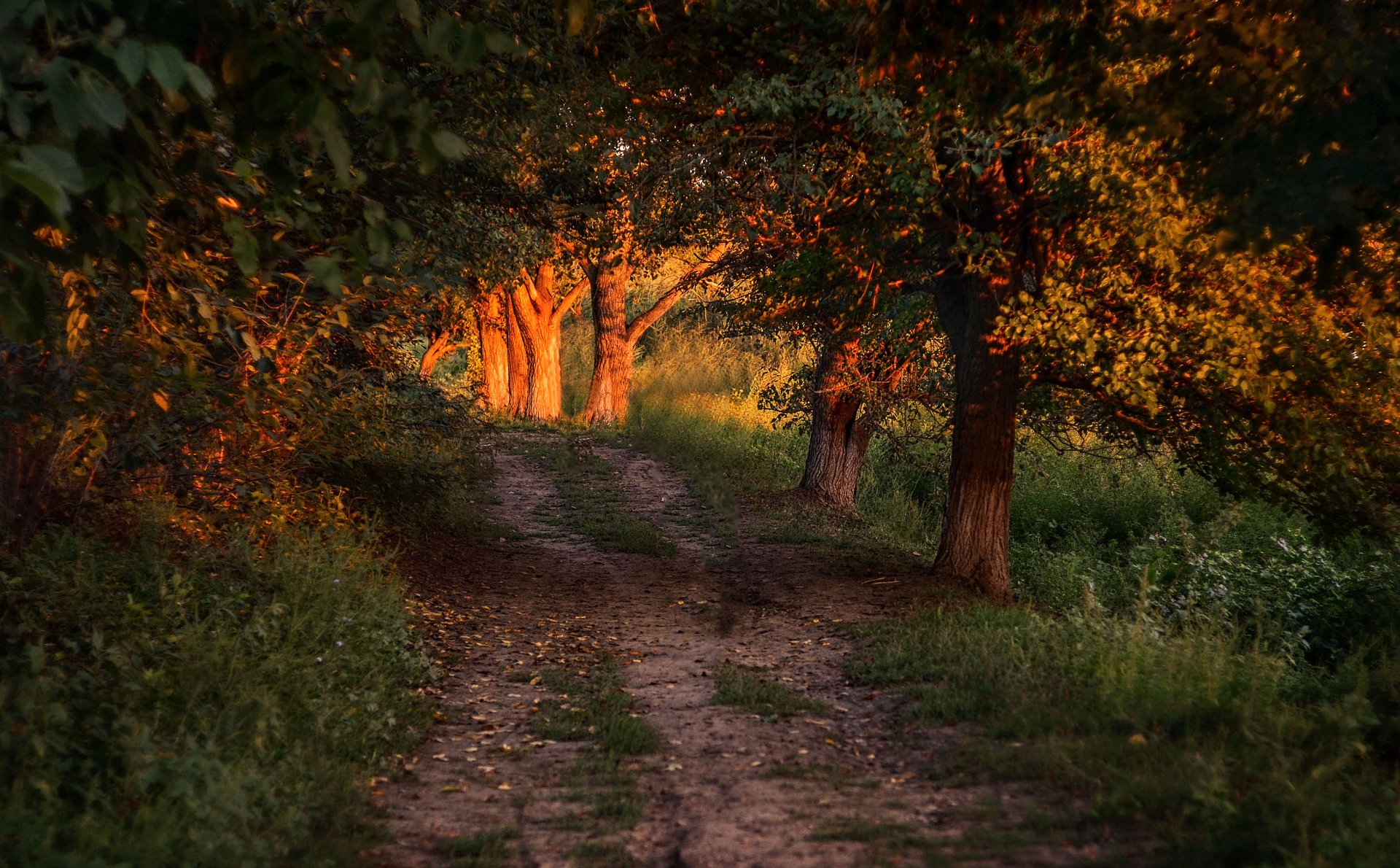 Download Dirt Road Forest Nature Path HD Wallpaper