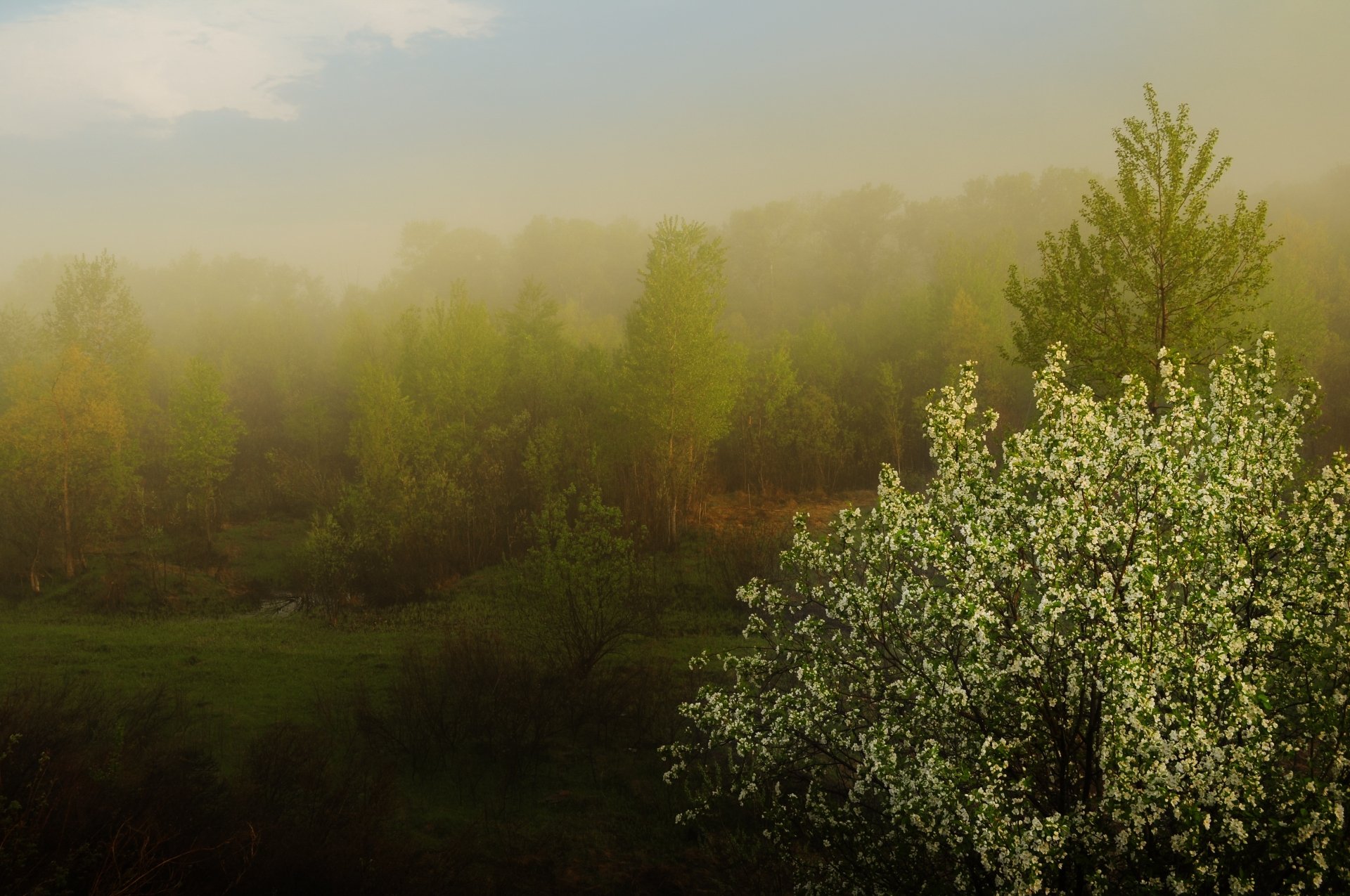 Download Spring Field Blossom Tree Nature Fog 4k Ultra HD Wallpaper