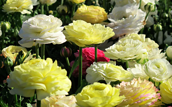 Download White Flower Pink Flower Ranuncula Flower Artistic Painting HD ...