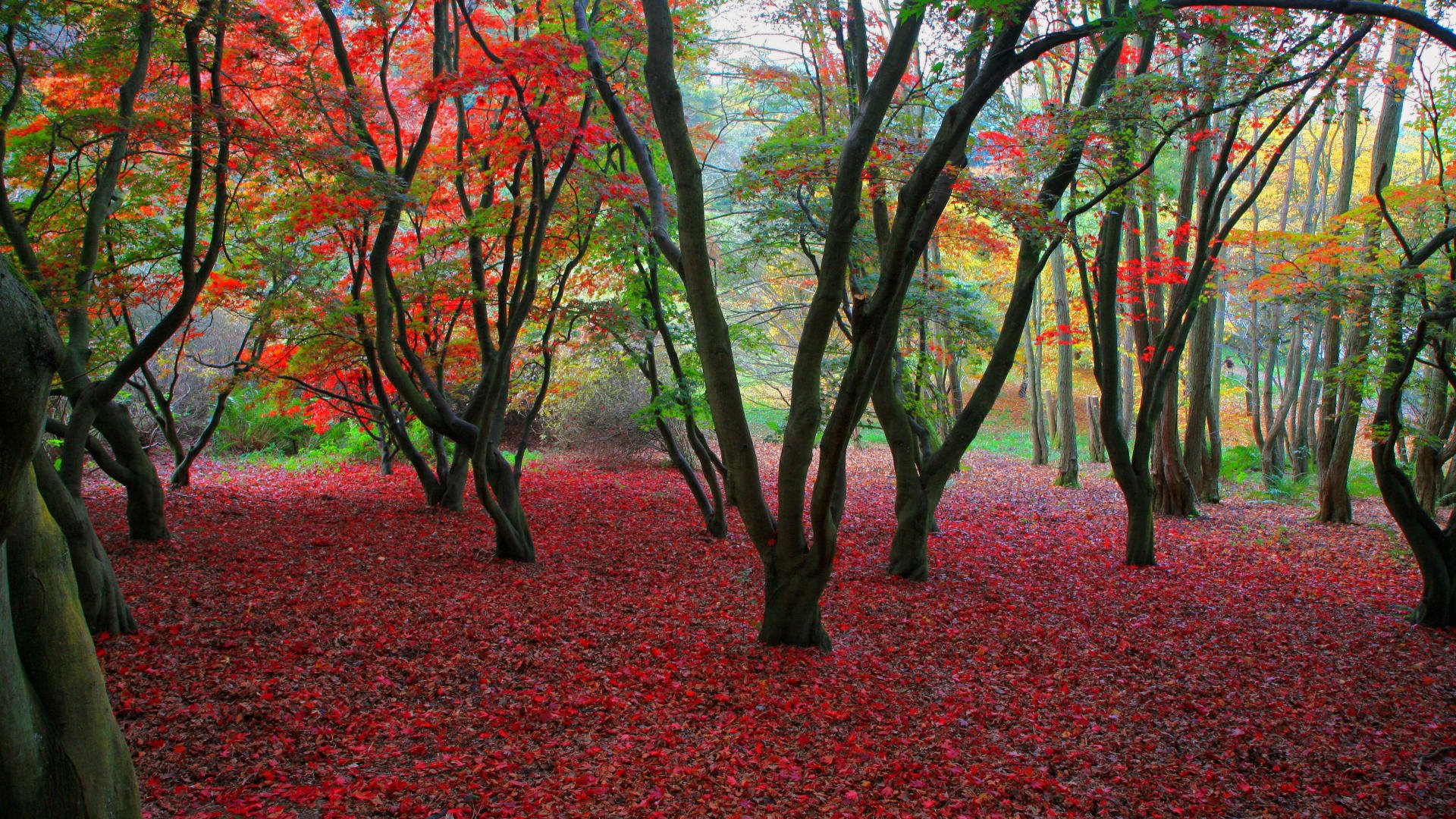 Vibrant Red Leaves: A Stunning HD Wallpaper of Nature | 1920x1080 ...