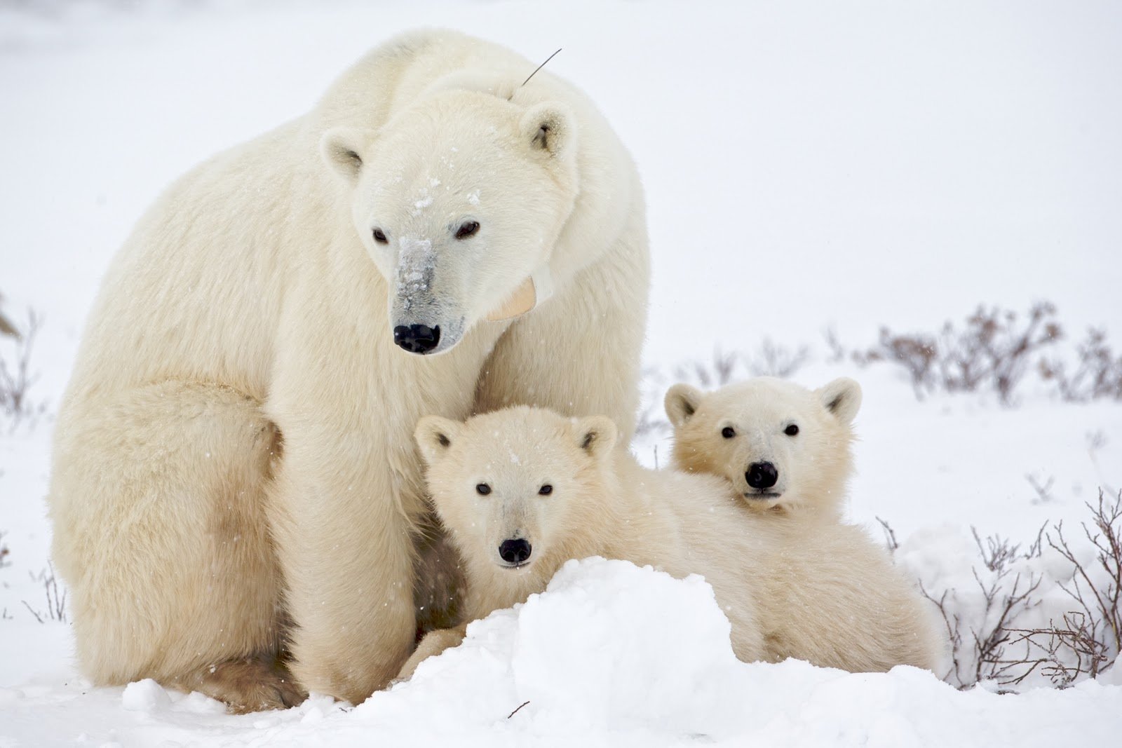 Download Snow Baby Animal Cub Animal Polar Bear Wallpaper
