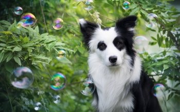 Download Bubble Dog Border Collie Animal PFP