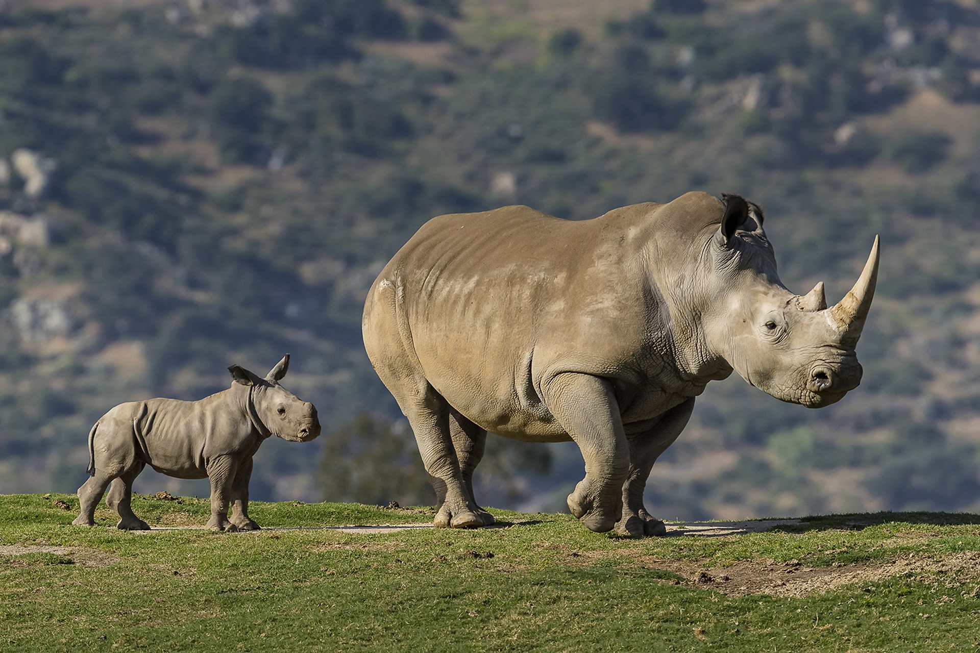 Download Baby Animal Animal Rhino HD Wallpaper