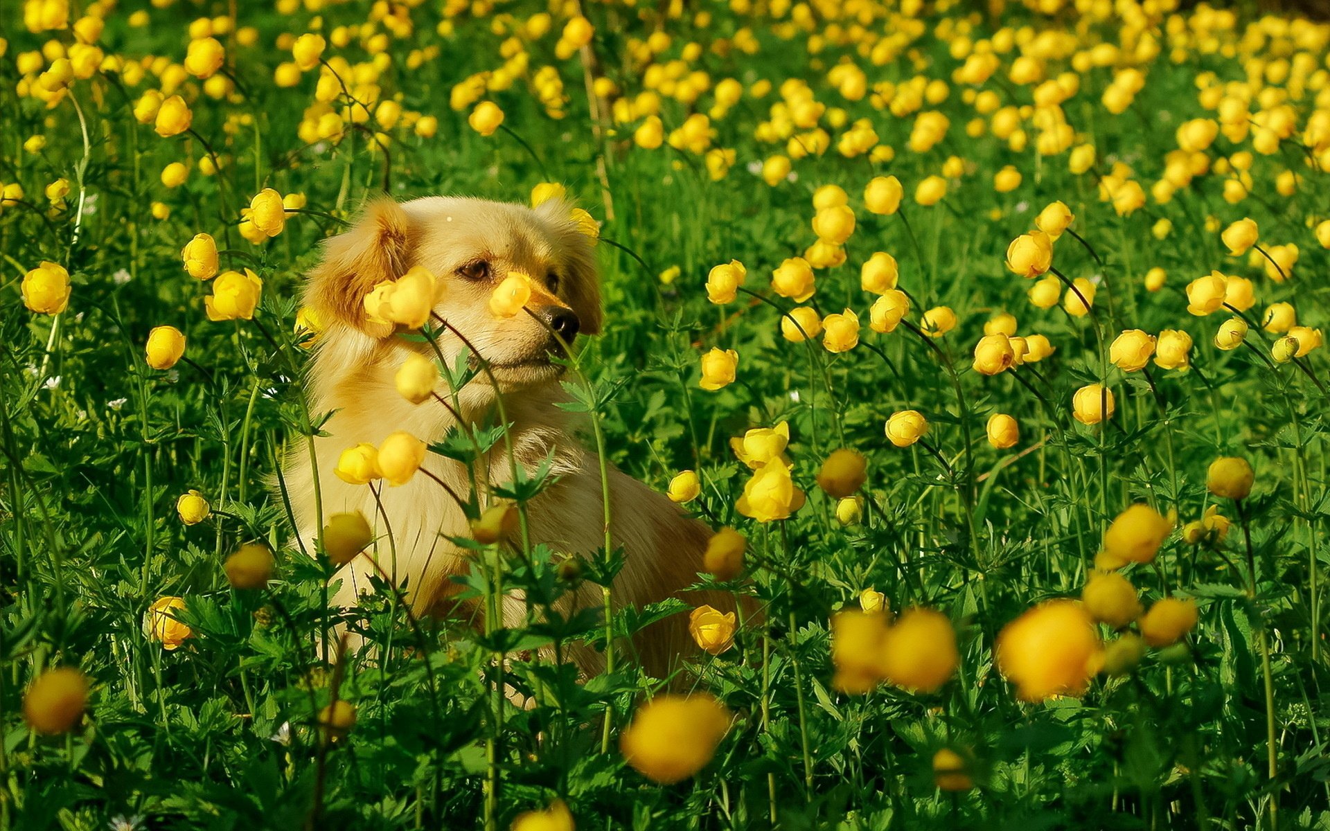 Yellow Peony Field — Playful Dog HD Wallpaper | 1920x1200 | Wallpaper Abyss