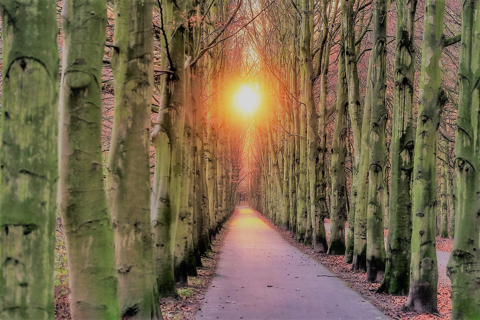 Tree Lined Path Wallpaper