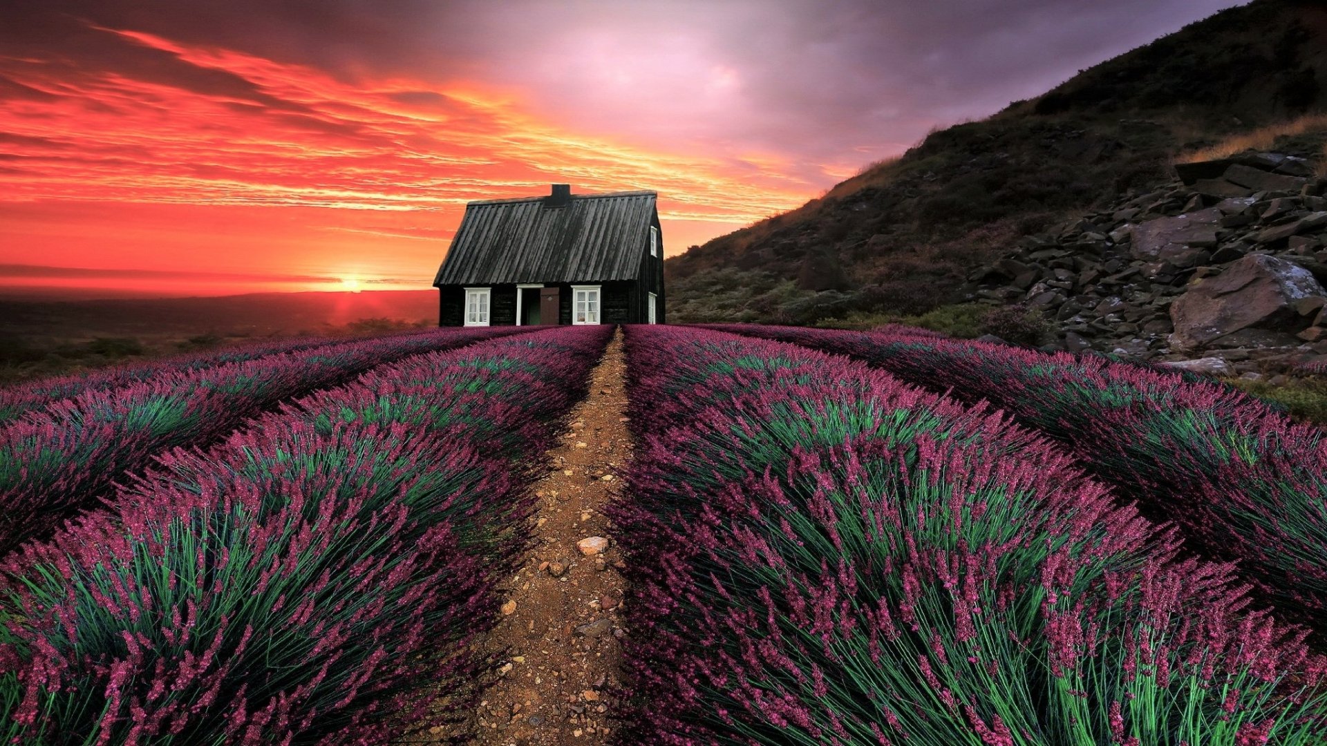 Download Sunset Field Lavender Artistic House HD Wallpaper