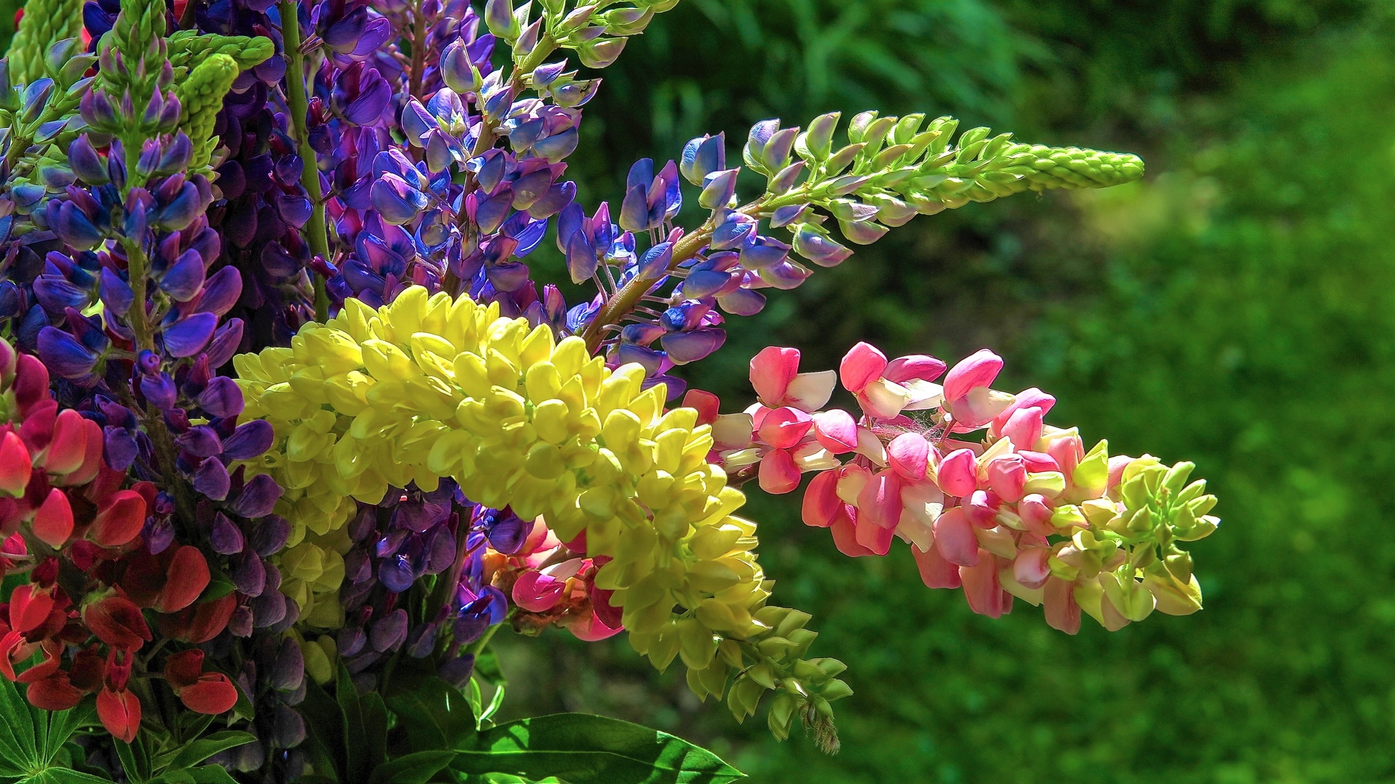 Download Colorful Flower Nature Lupine HD Wallpaper