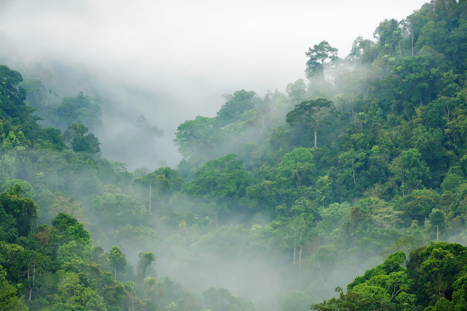 Download Forest Nature Fog 4k Ultra HD Wallpaper