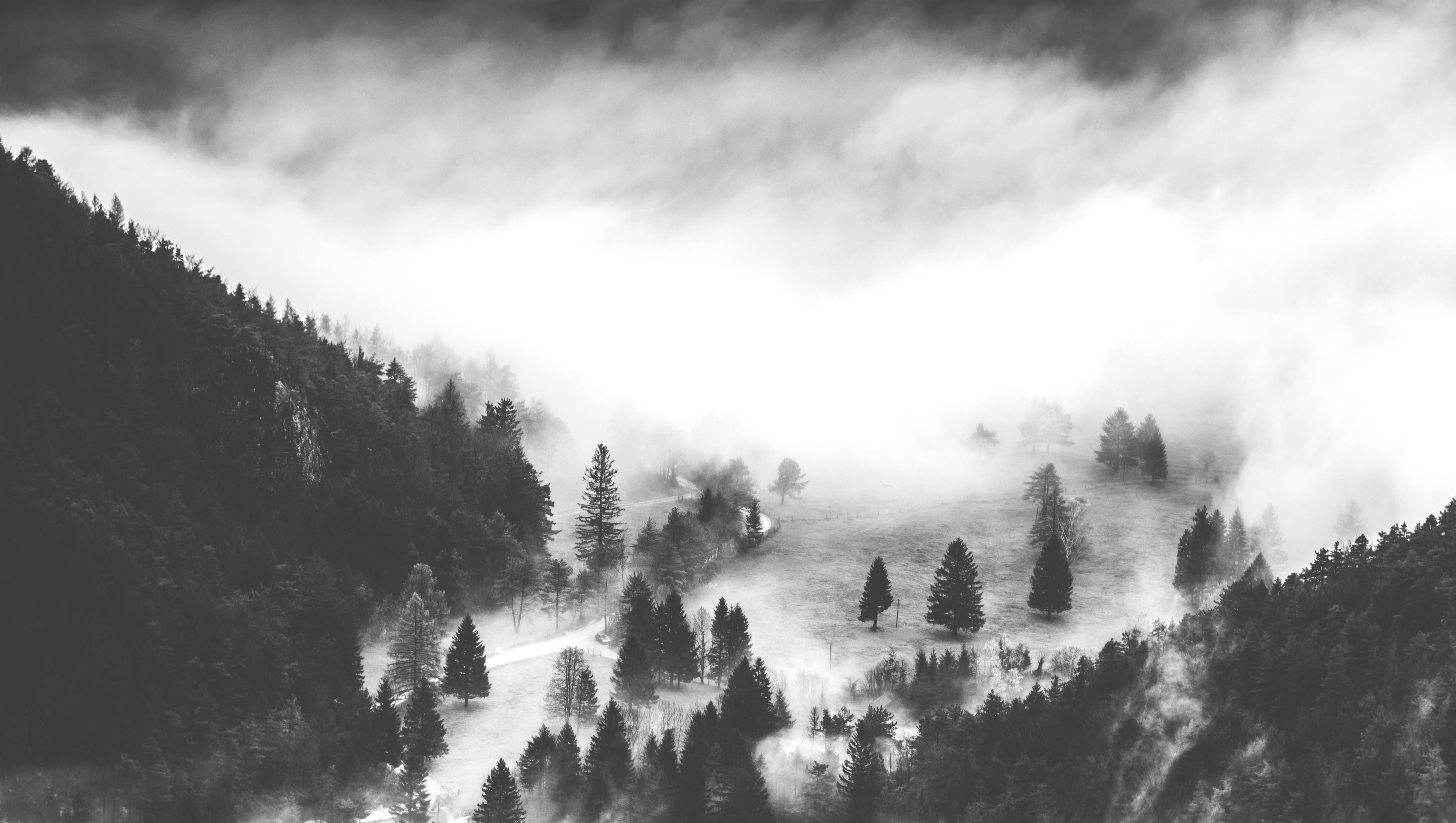 Download Tree Black & White Nature Fog 4k Ultra HD Wallpaper