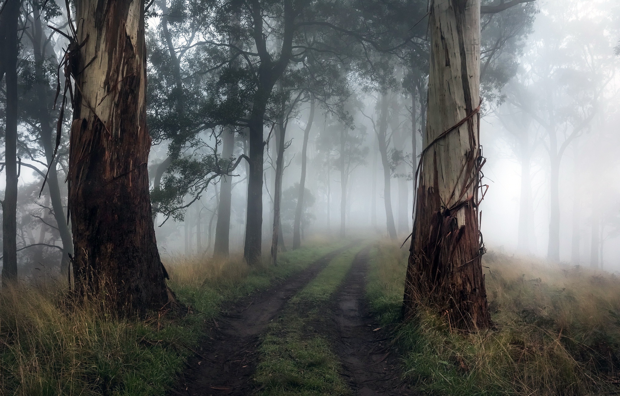 Fog Tree Wallpaper Backgrounds