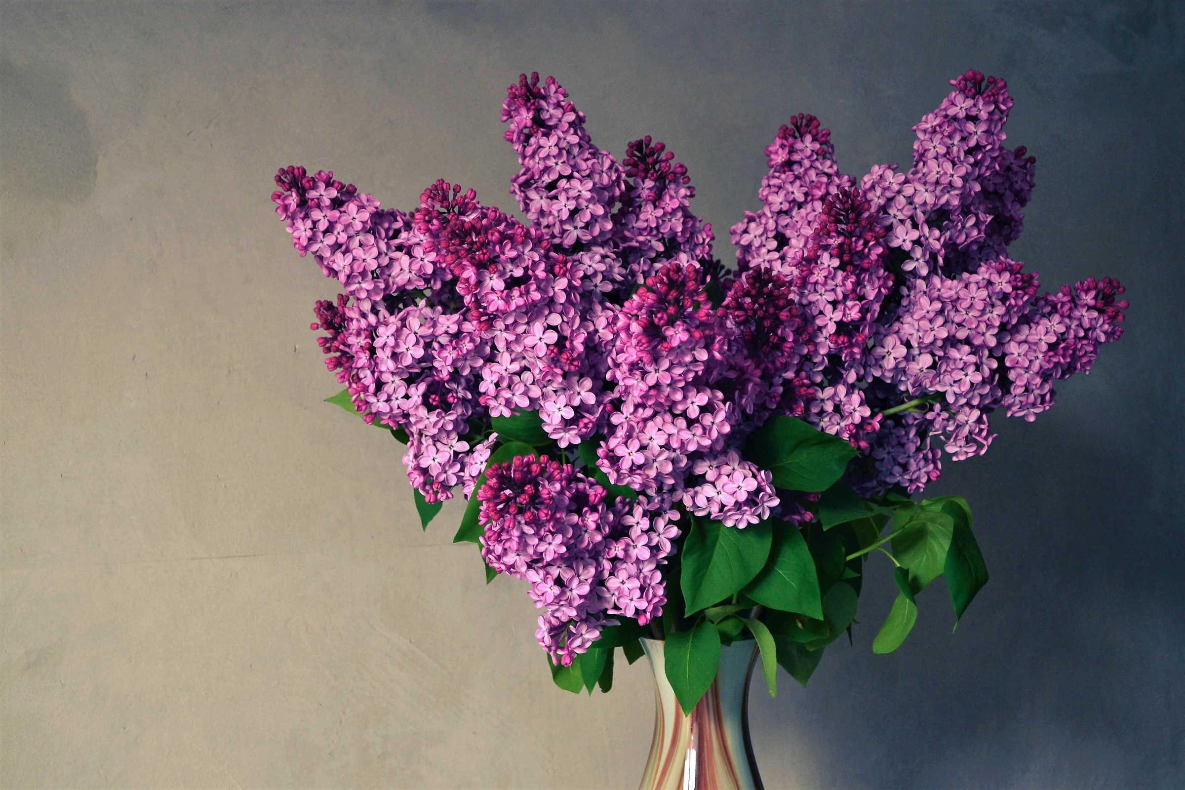 Lilac Flowers Wallpapers