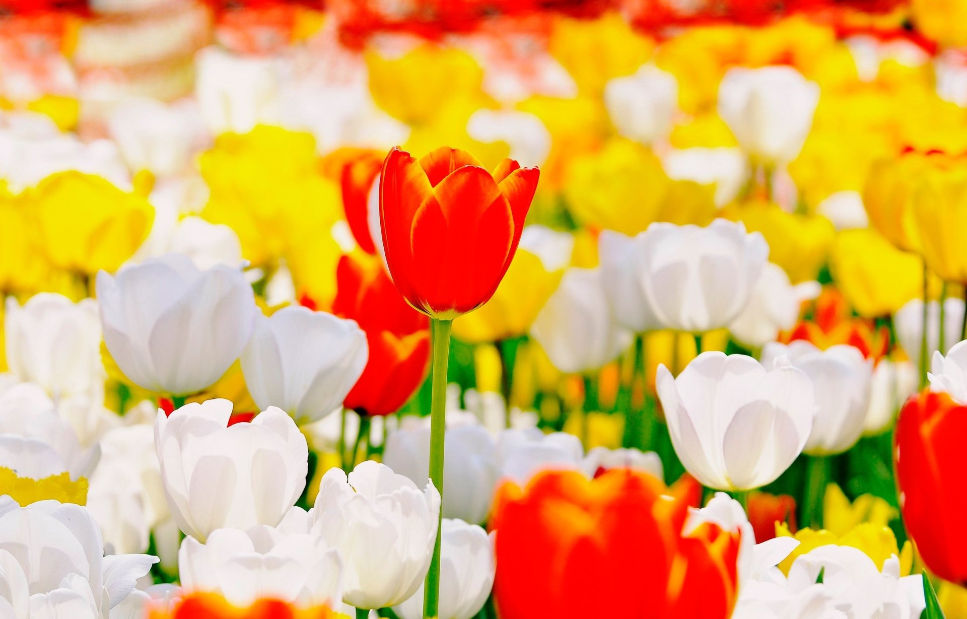 Download Yellow Flower Red Flower White Flower Summer Flower Nature ...