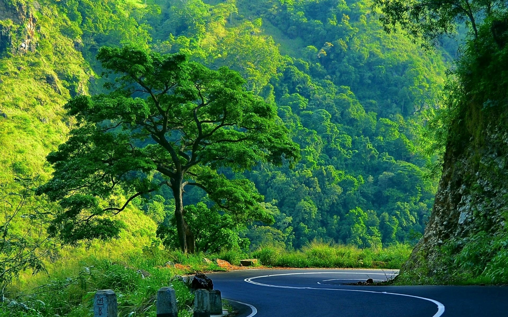 Serene Mountain Road Amid Lush Green Trees - HD Wallpaper